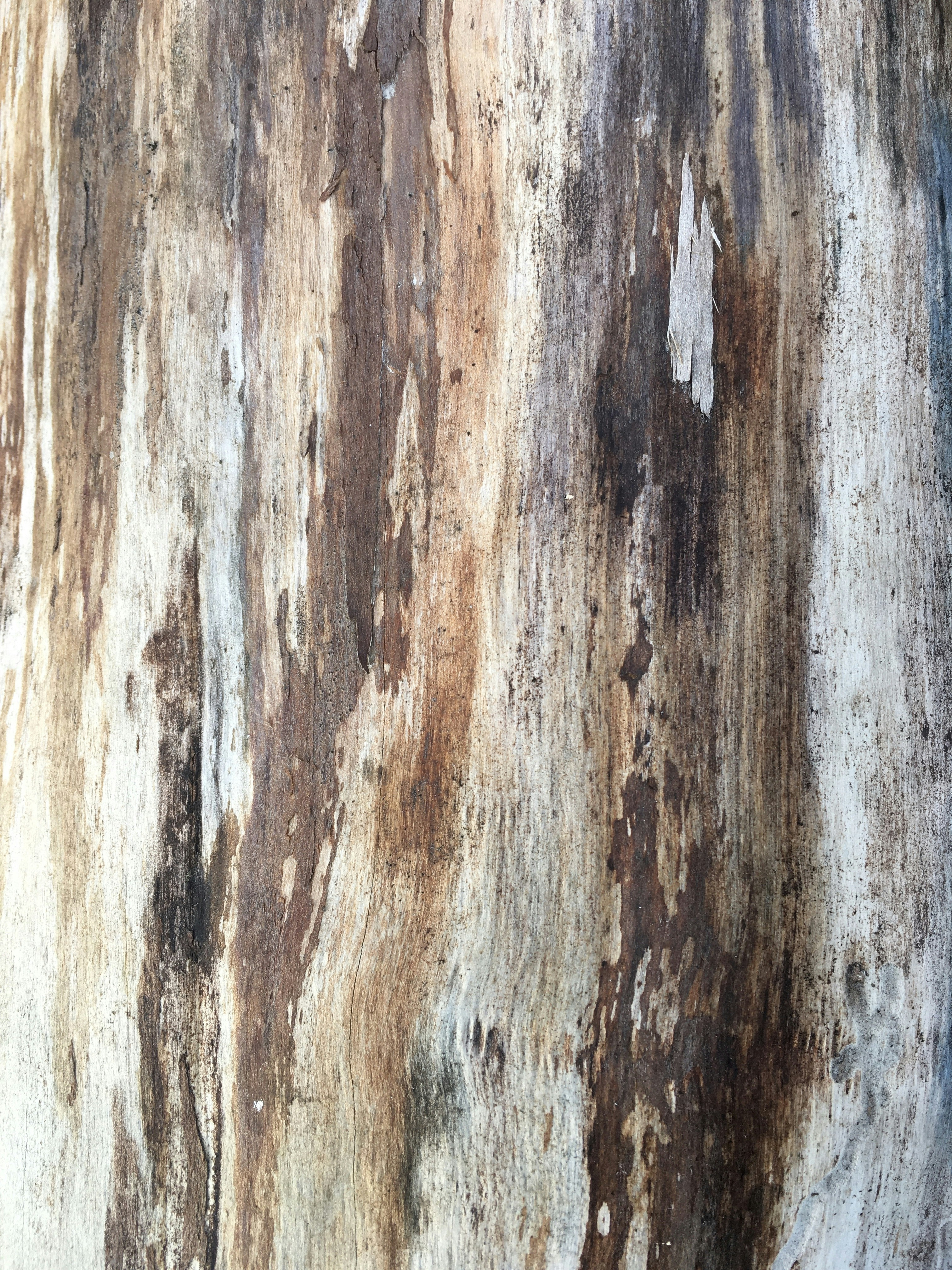 More like this in my Wood collection | a close up of a tree trunk with peeling paint