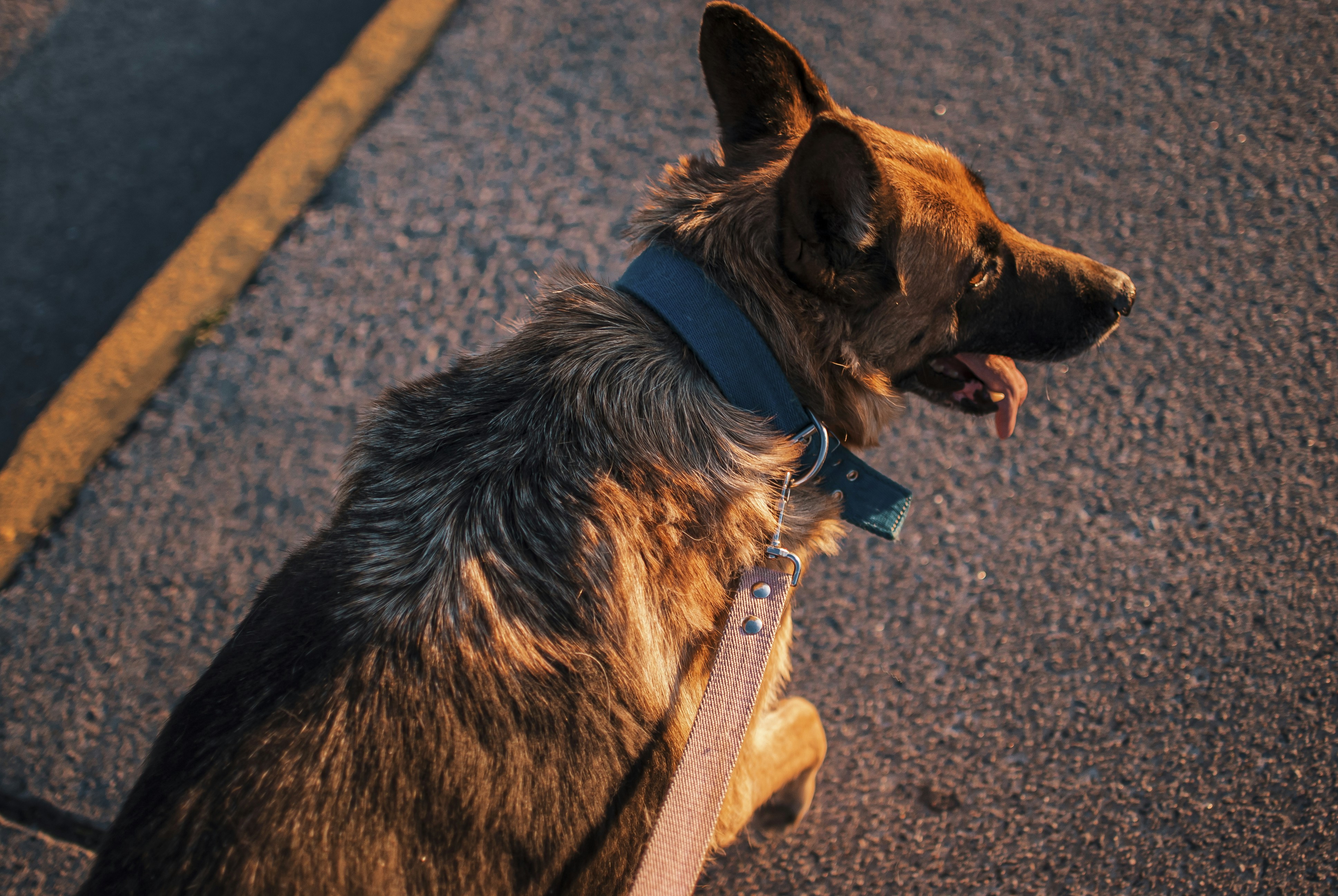 A German Shepherd sits calmly on a leash, basking in the warm light of sunset. The dog's fur glistens as it gazes off into the distance.