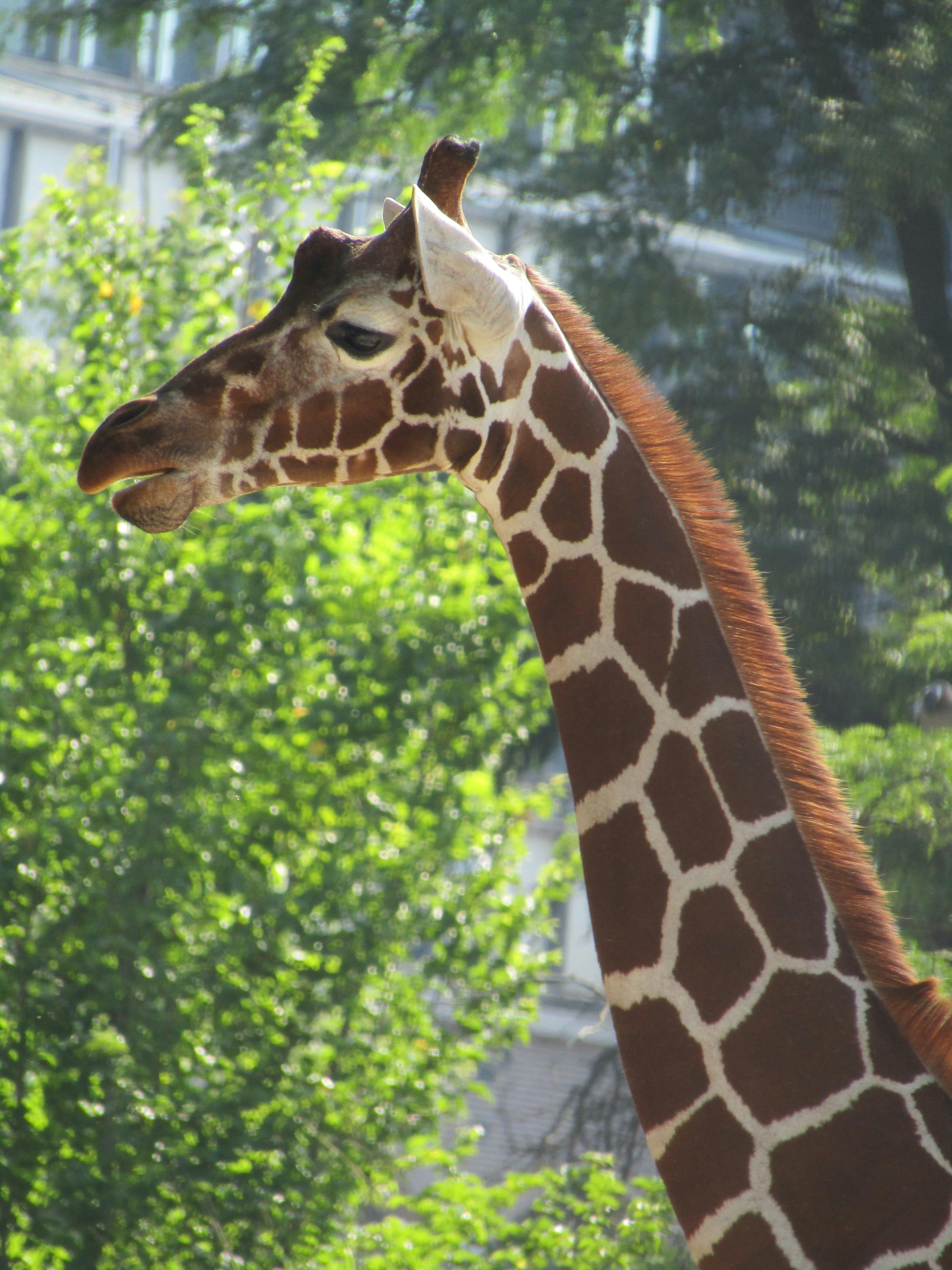 Giraffe Profile in Dappled Sunlight Amid Urban Foliage