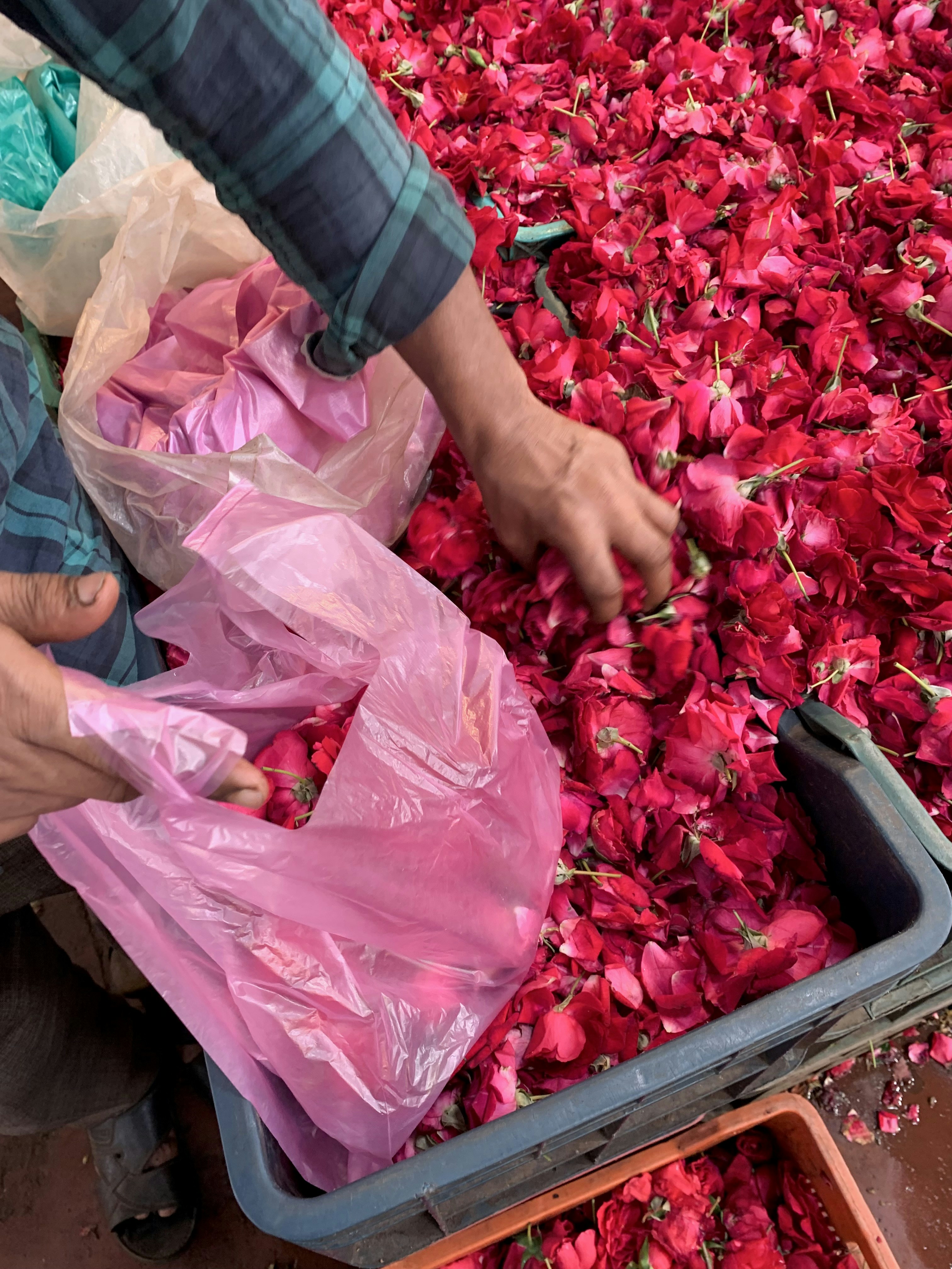 Hands at the Bloom Harvest: Pink Petals Fill a Crate