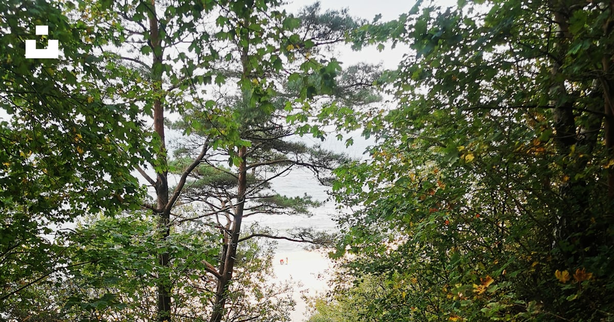 숲 한가운데에 있는 나무 산책로 사진 Unsplash의 무료 난간 이미지