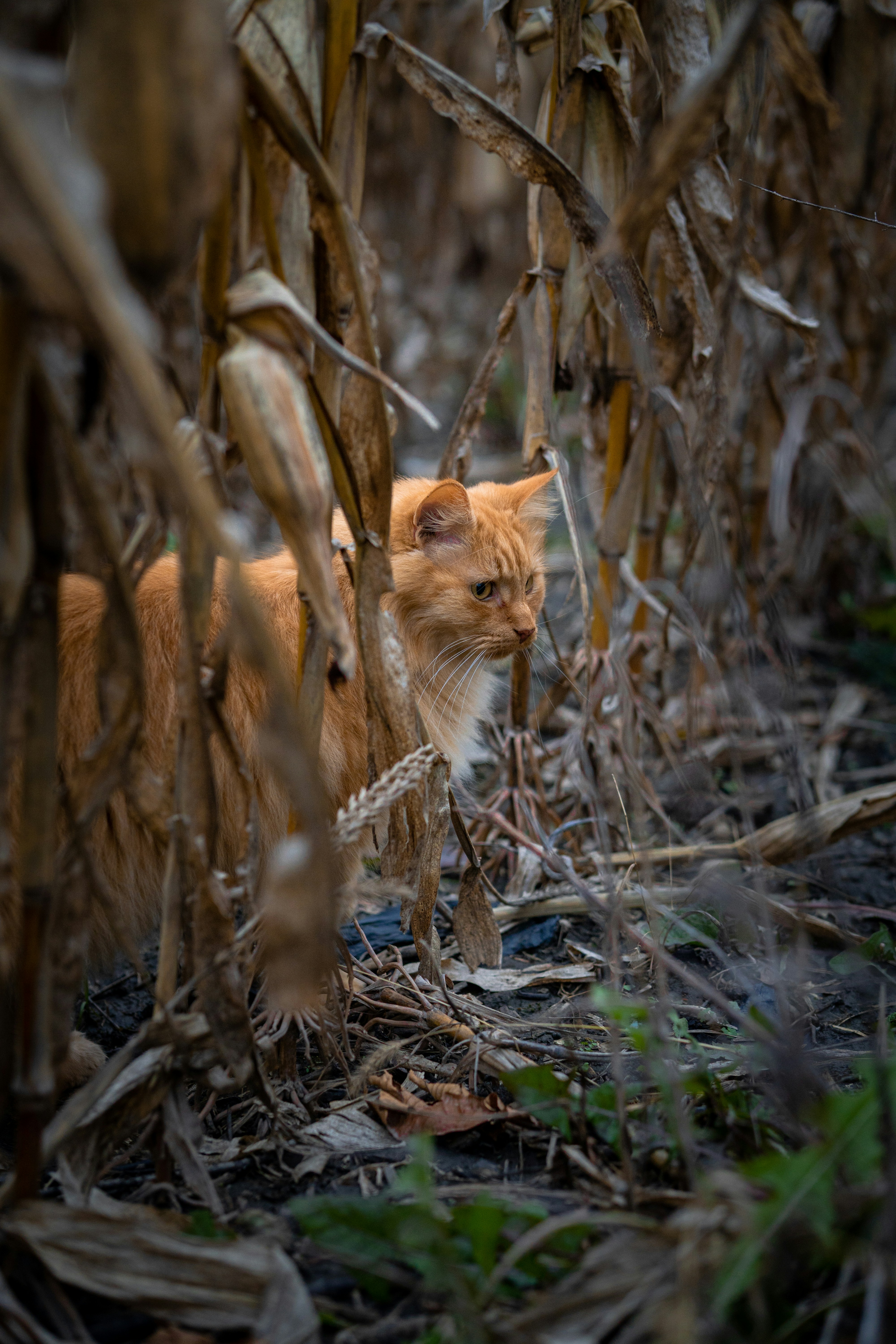 Amber Cat Peers Through a Corridor of Withered Corn
