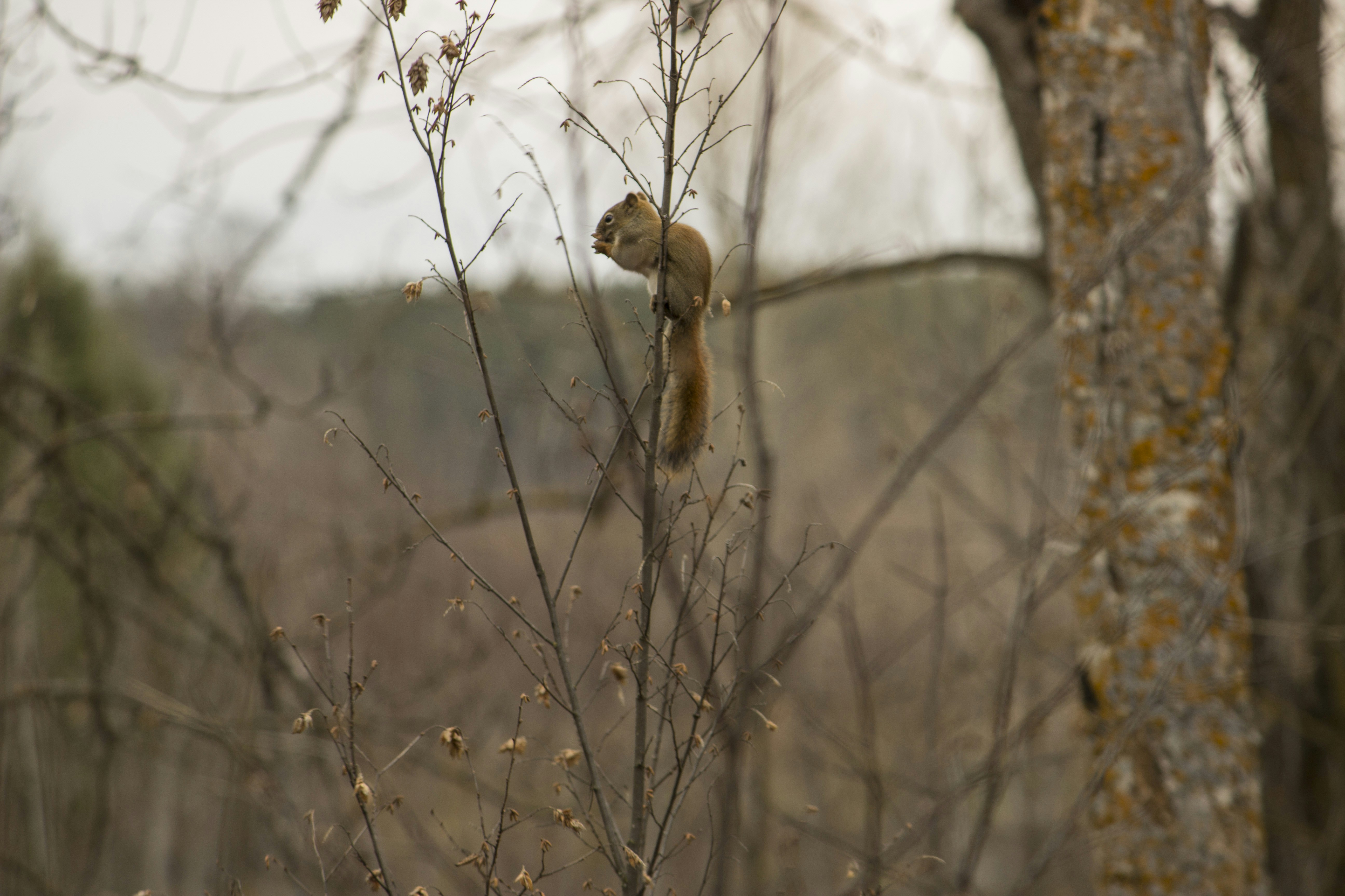 A red squirrel gathers buds and hazel nuts from small trees and brush while balancing in a tiny tree. In between bites he chatters at the world.