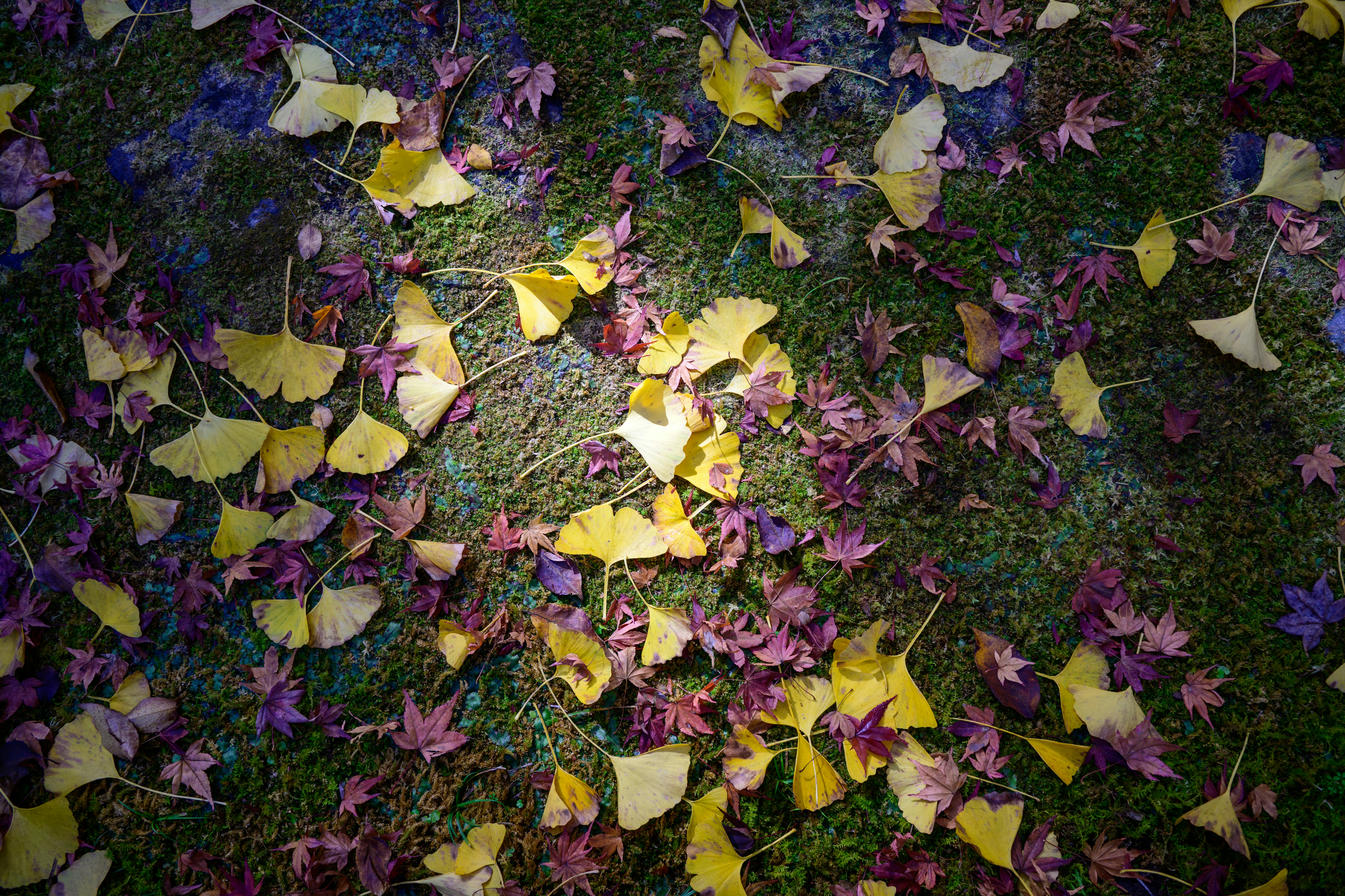 Autumn Mosaic: Yellow Leaves Scatter Across a Mossy Bed