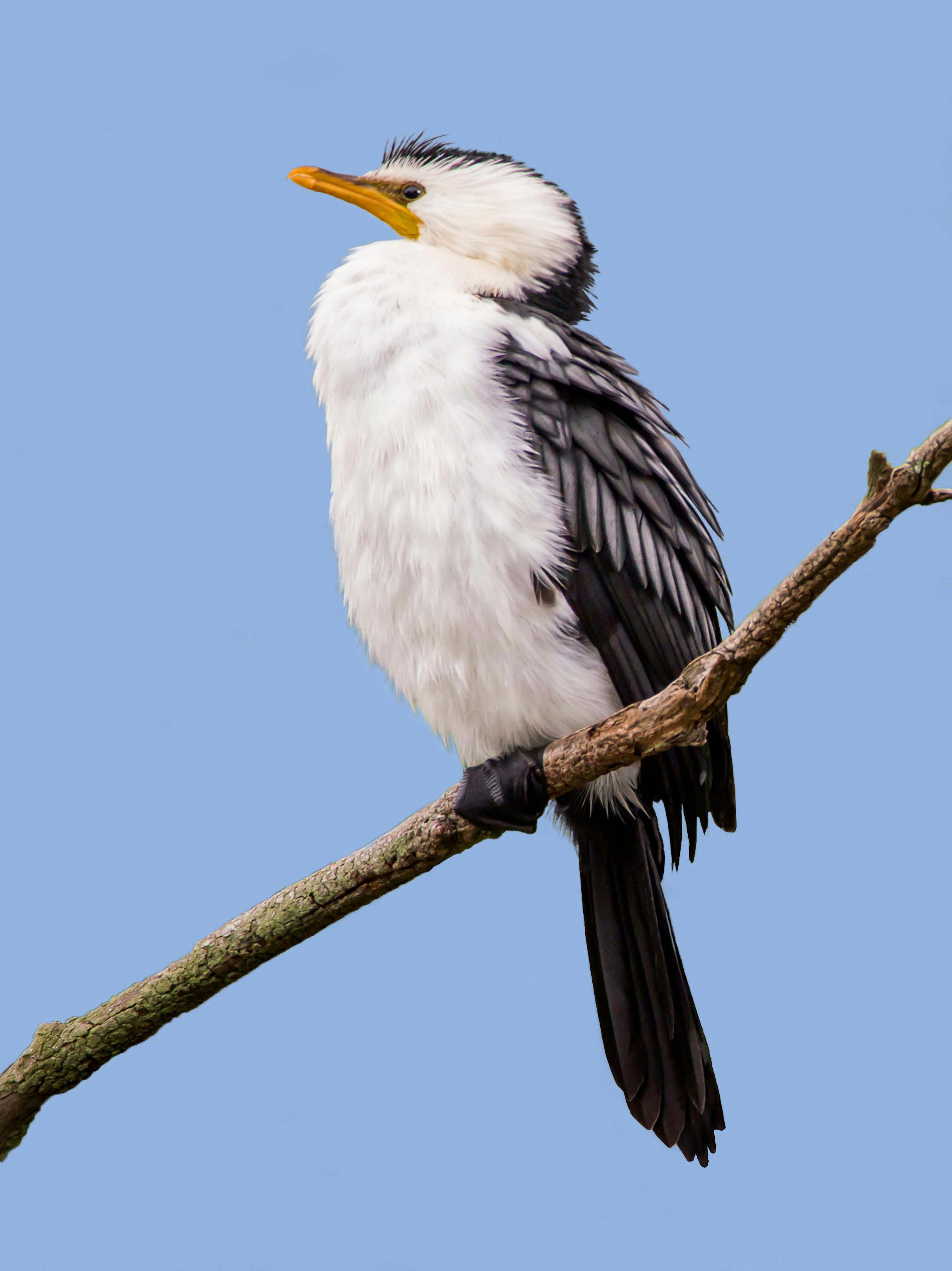 Cormorant perched elegantly on a branch against a clear blue sky, showcasing its distinctive plumage and posture.