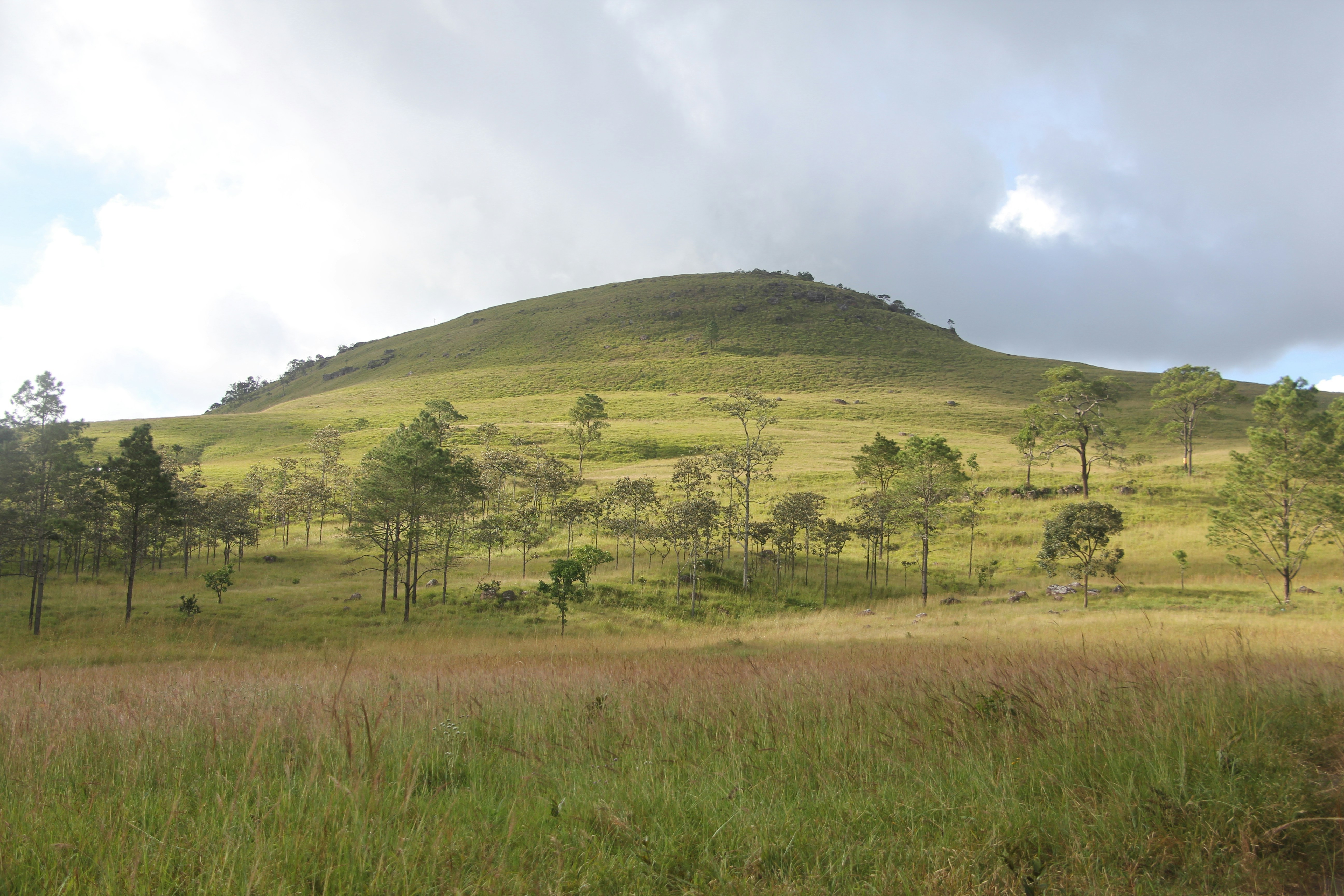 Hillcrest in Soft Daylight: A Quiet Meadow Beneath a Wide Sky