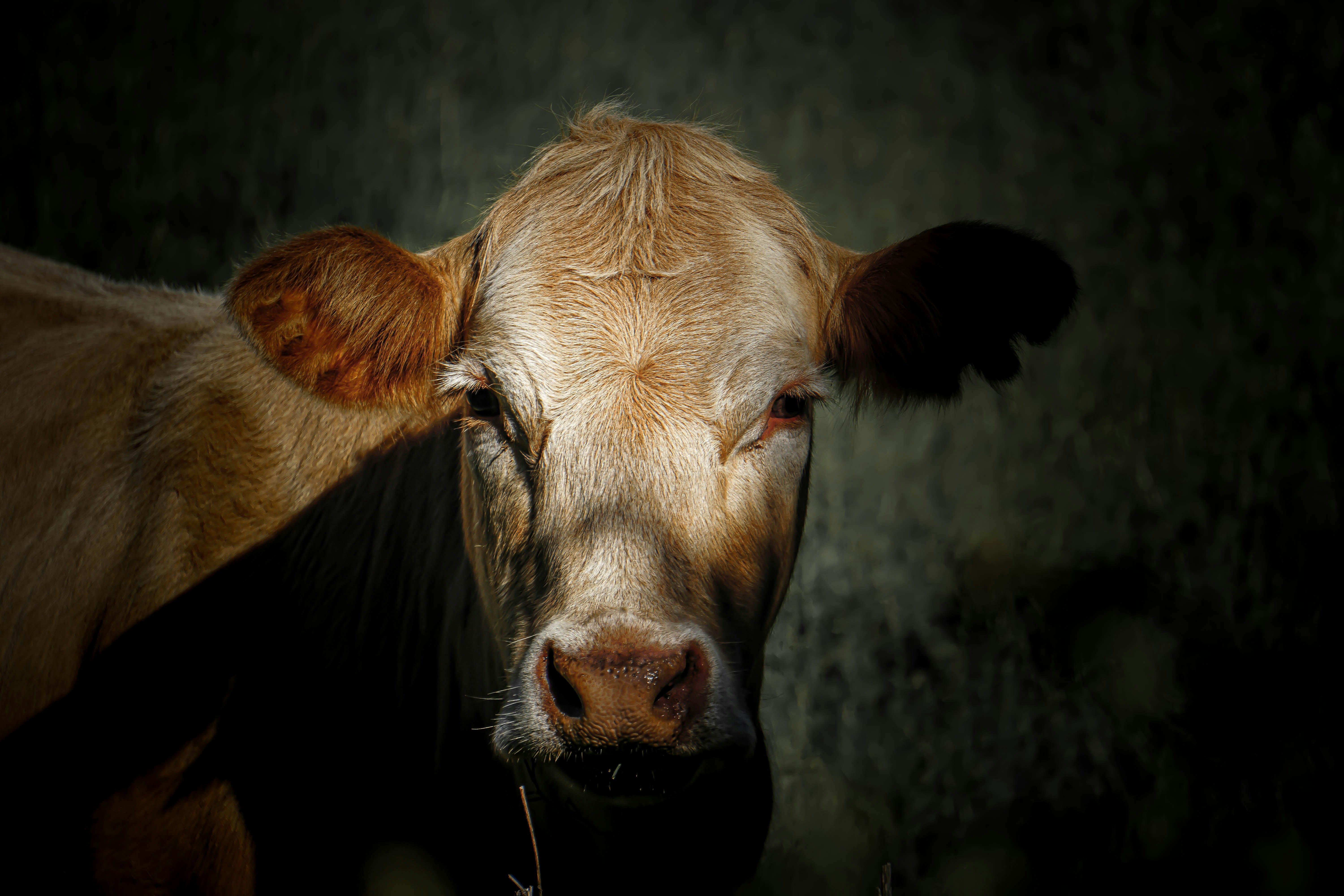 A close-up of a curious cow, illuminated by soft light against a dark backdrop, highlighting its gentle features.
