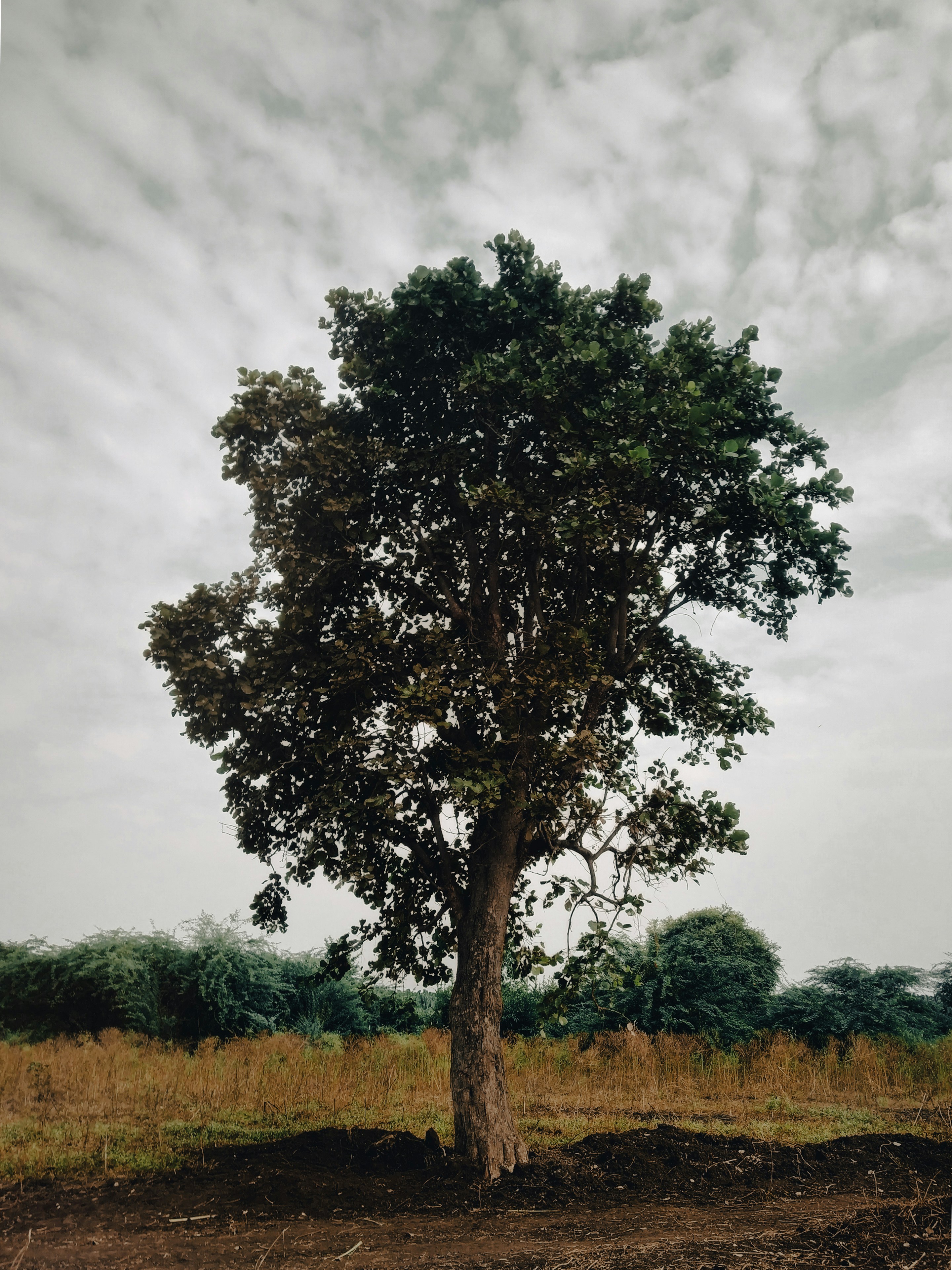 A lone tree in a field under a cloudy sky photo – Free Single tree ...