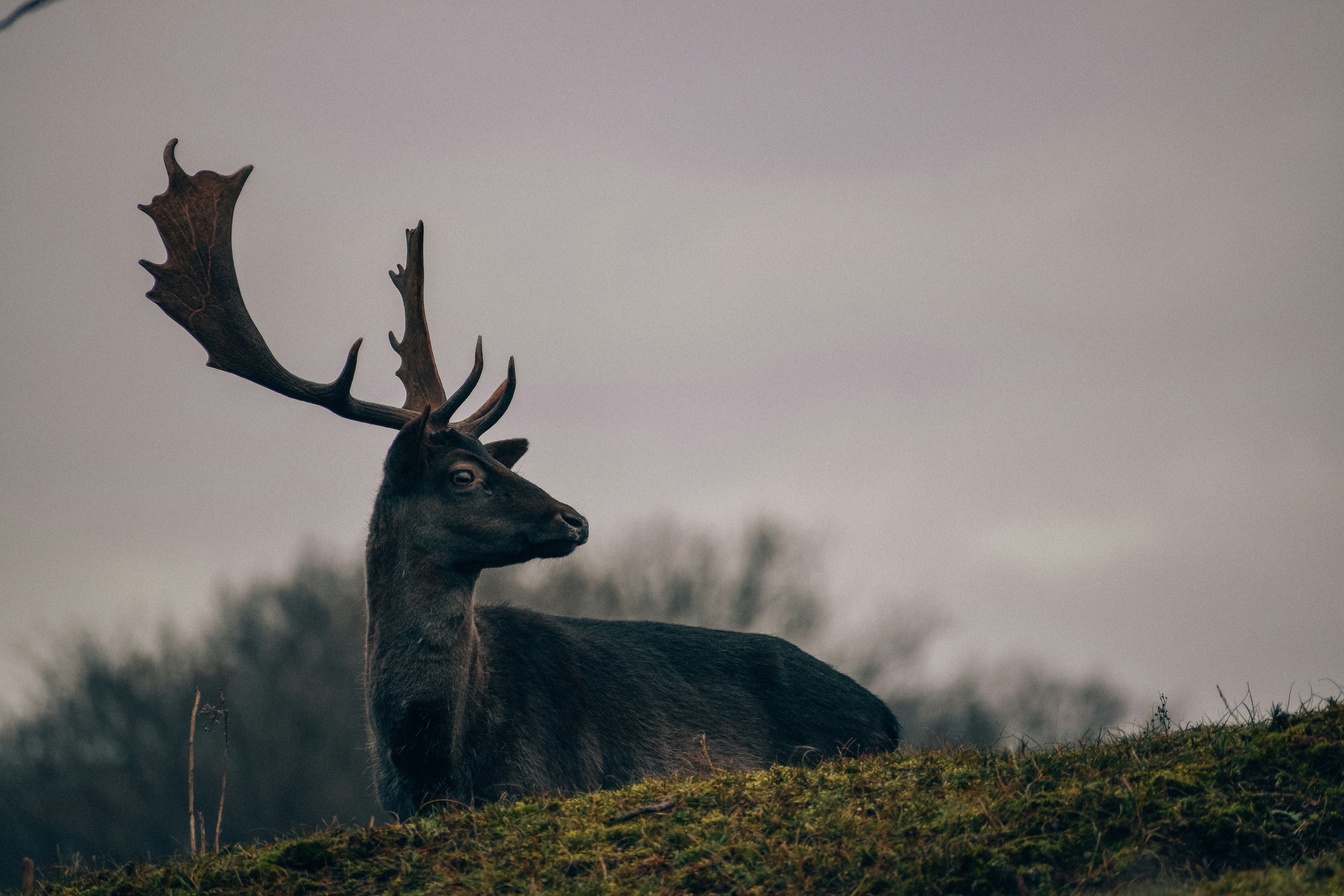 Dusk Sentinel: A stag on a windswept hillside