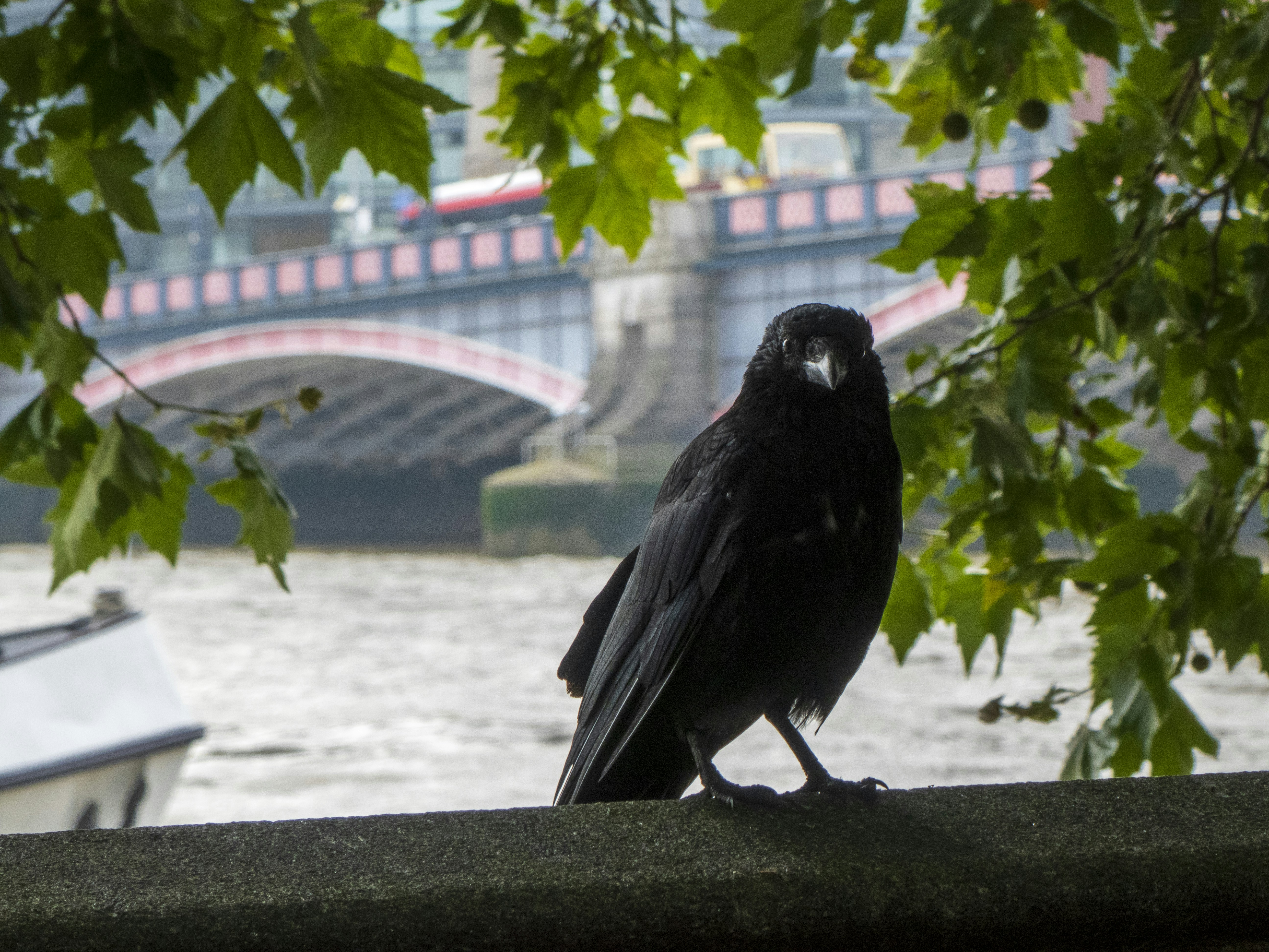 A bird in Victoria Tower Gardens South in London, with Lambeth Bridge in the background. | a black bird sitting on a ledge next to a river