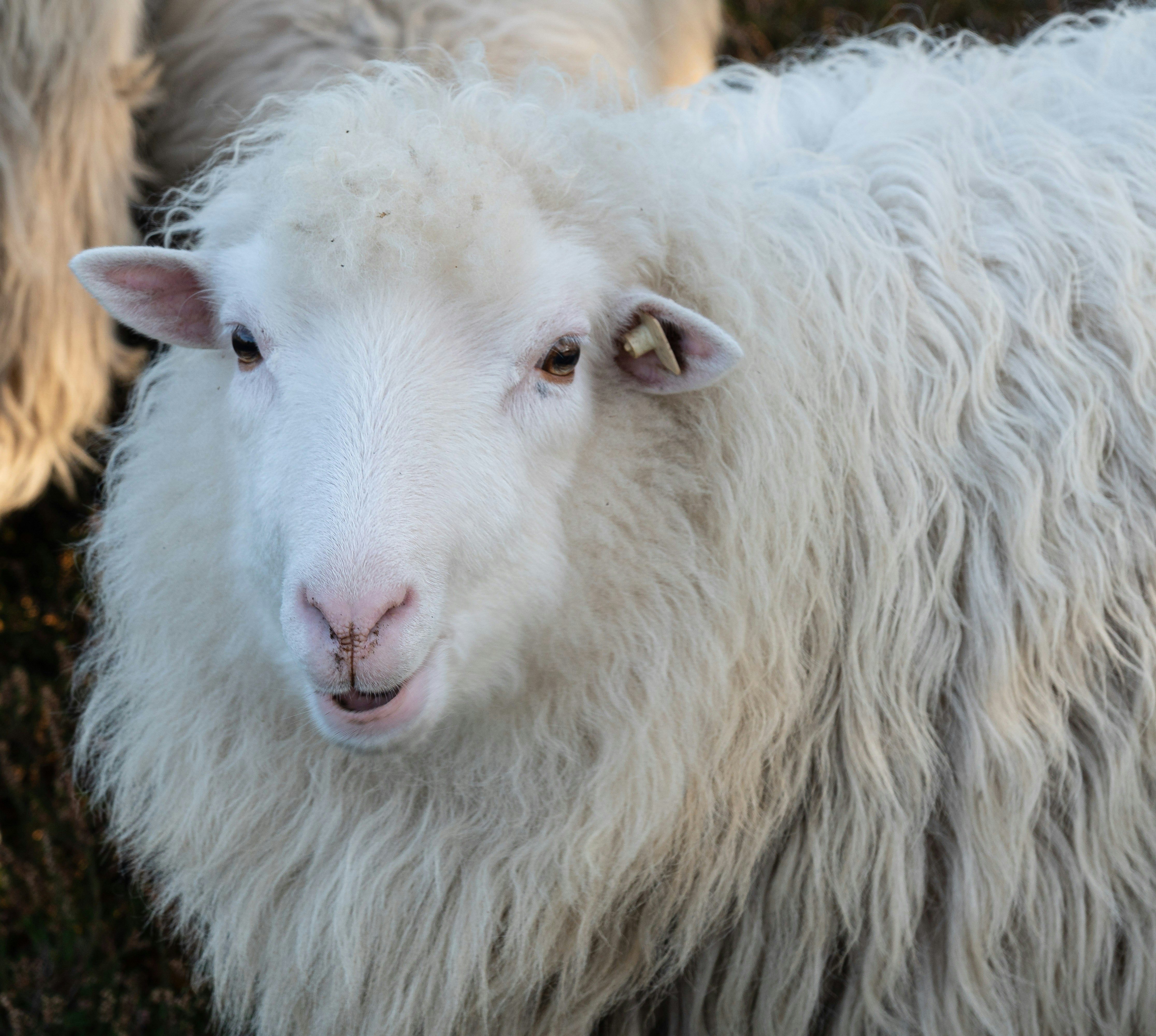Close-up of a fluffy white sheep with a gentle expression, surrounded by a natural pasture setting.