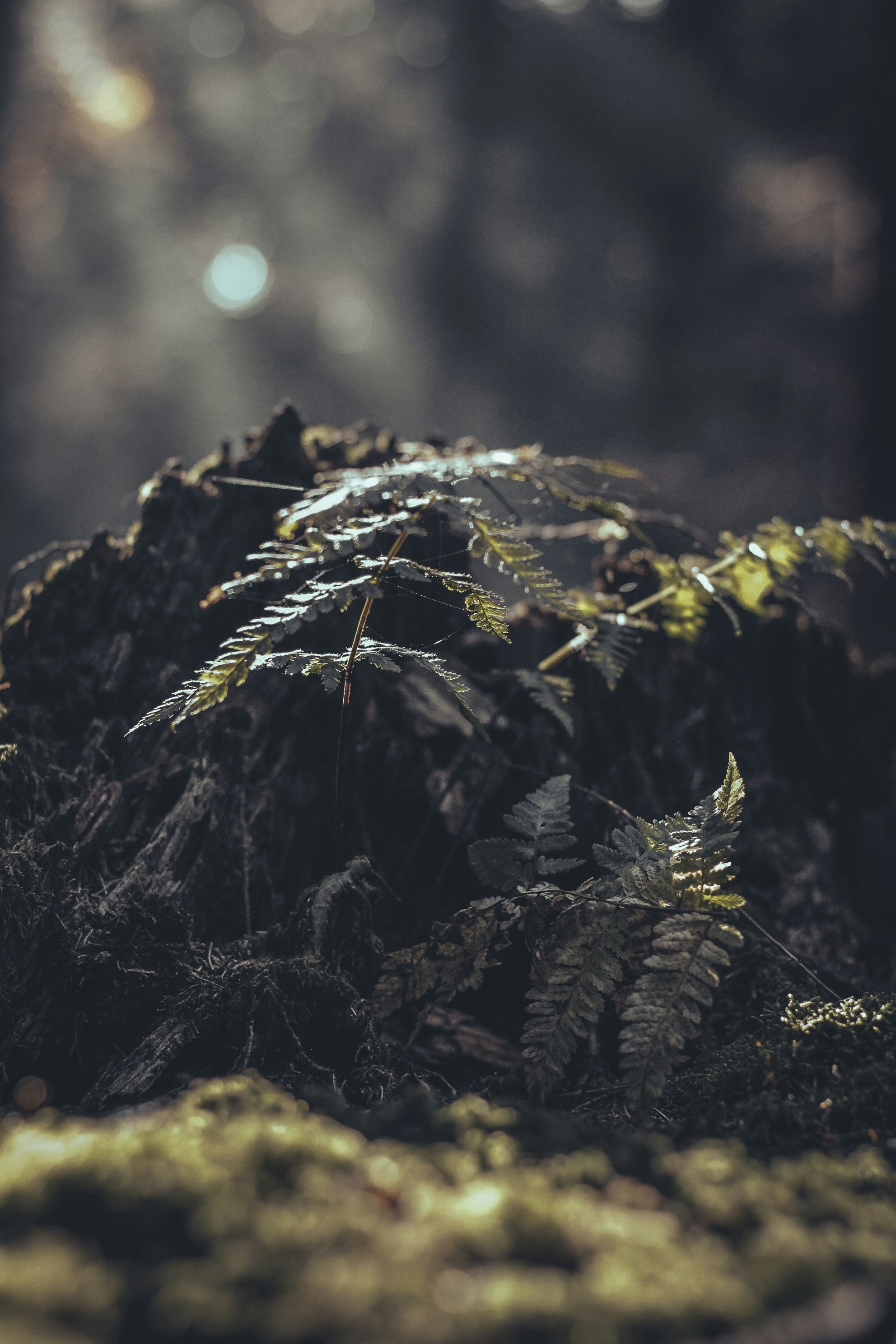 Morning Fern Gleam on a Forest Floor