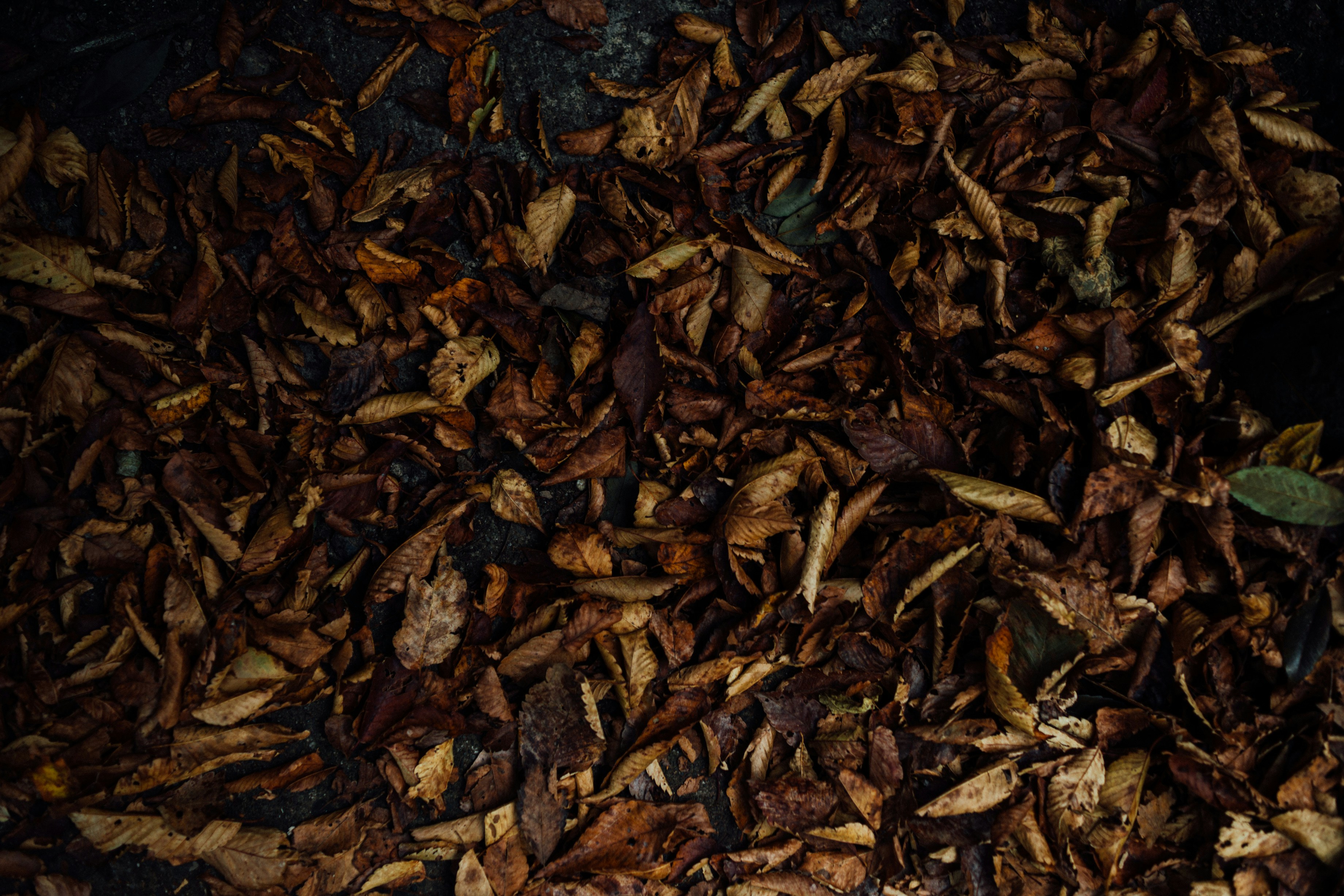 A pile of dead leaves on the ground photo – Free Wallpaper Image on ...