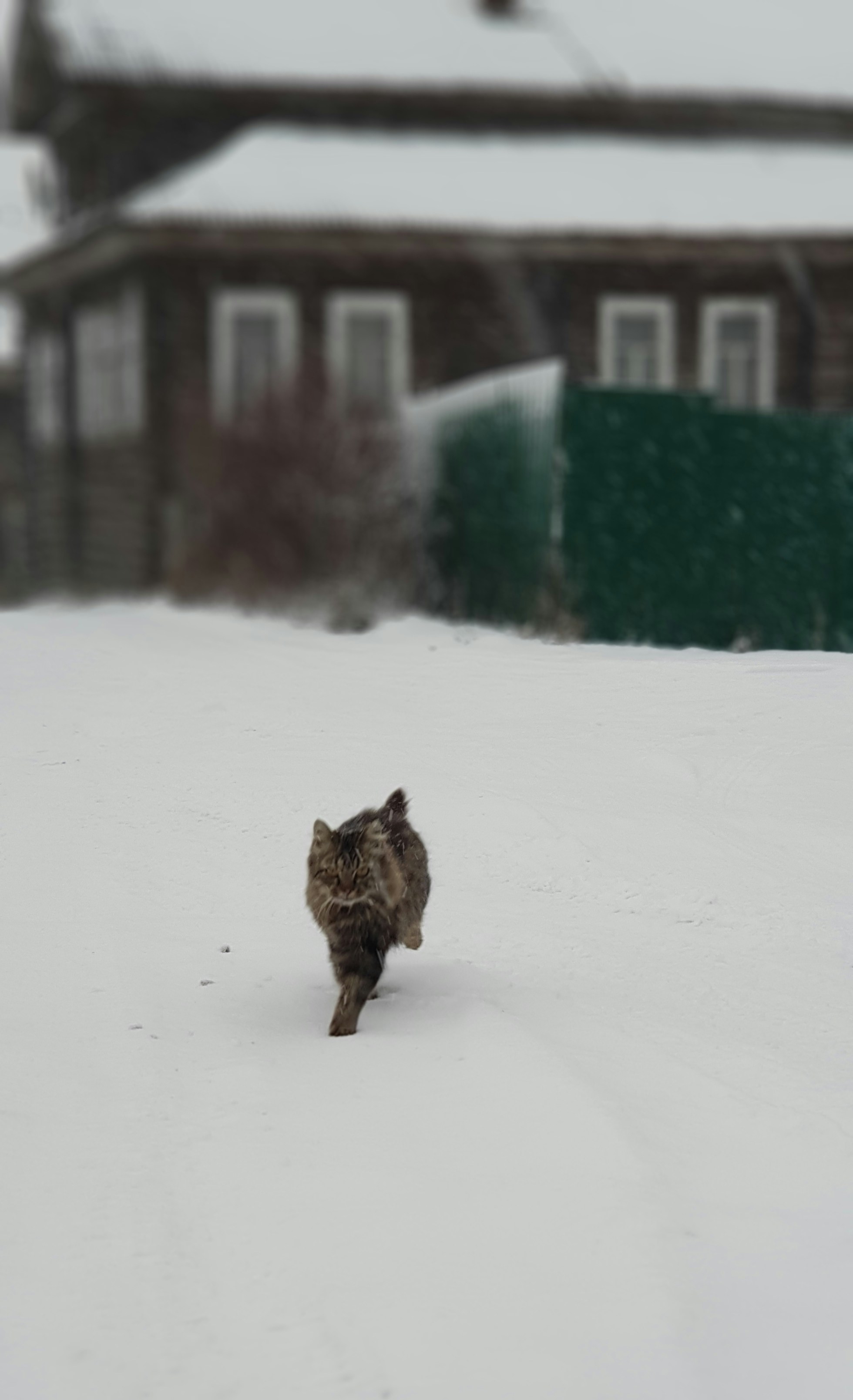 a cat walking across a snow covered field