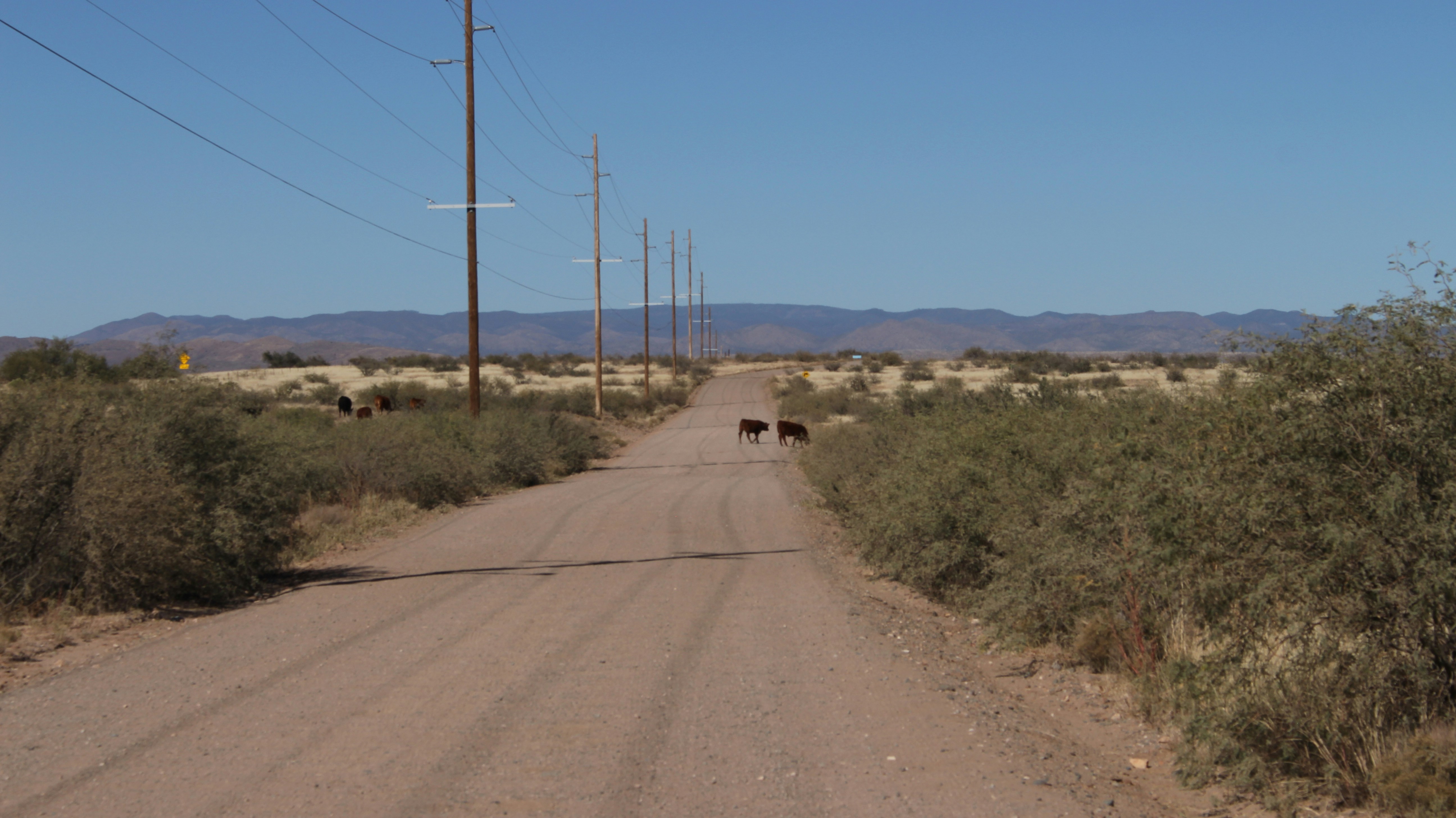 Dust-Etched Desert Road: Cattle Beneath a Row of Utility Poles