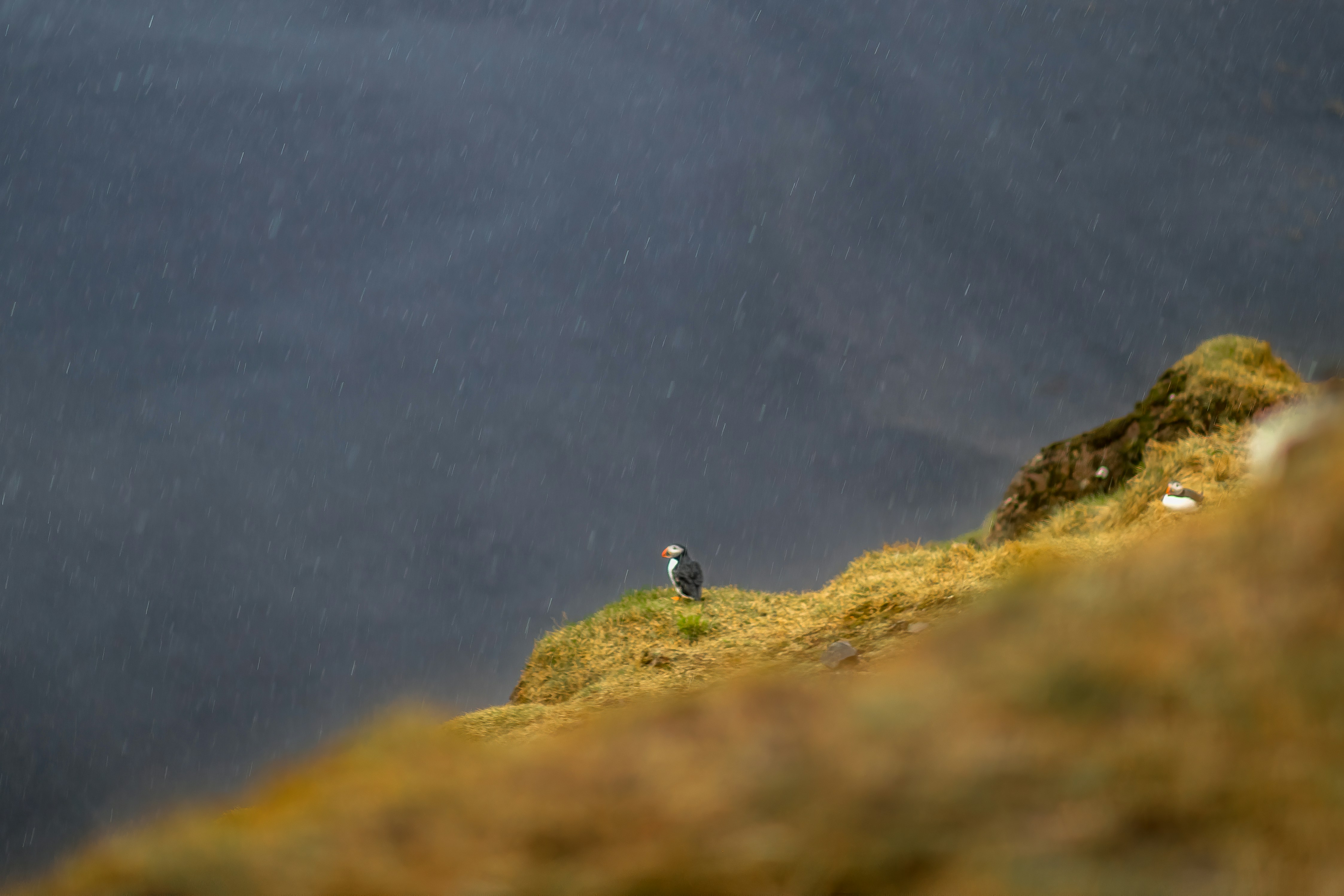 Puffin perched on a grassy cliff edge, surrounded by dark, stormy skies and blurred foreground elements. 