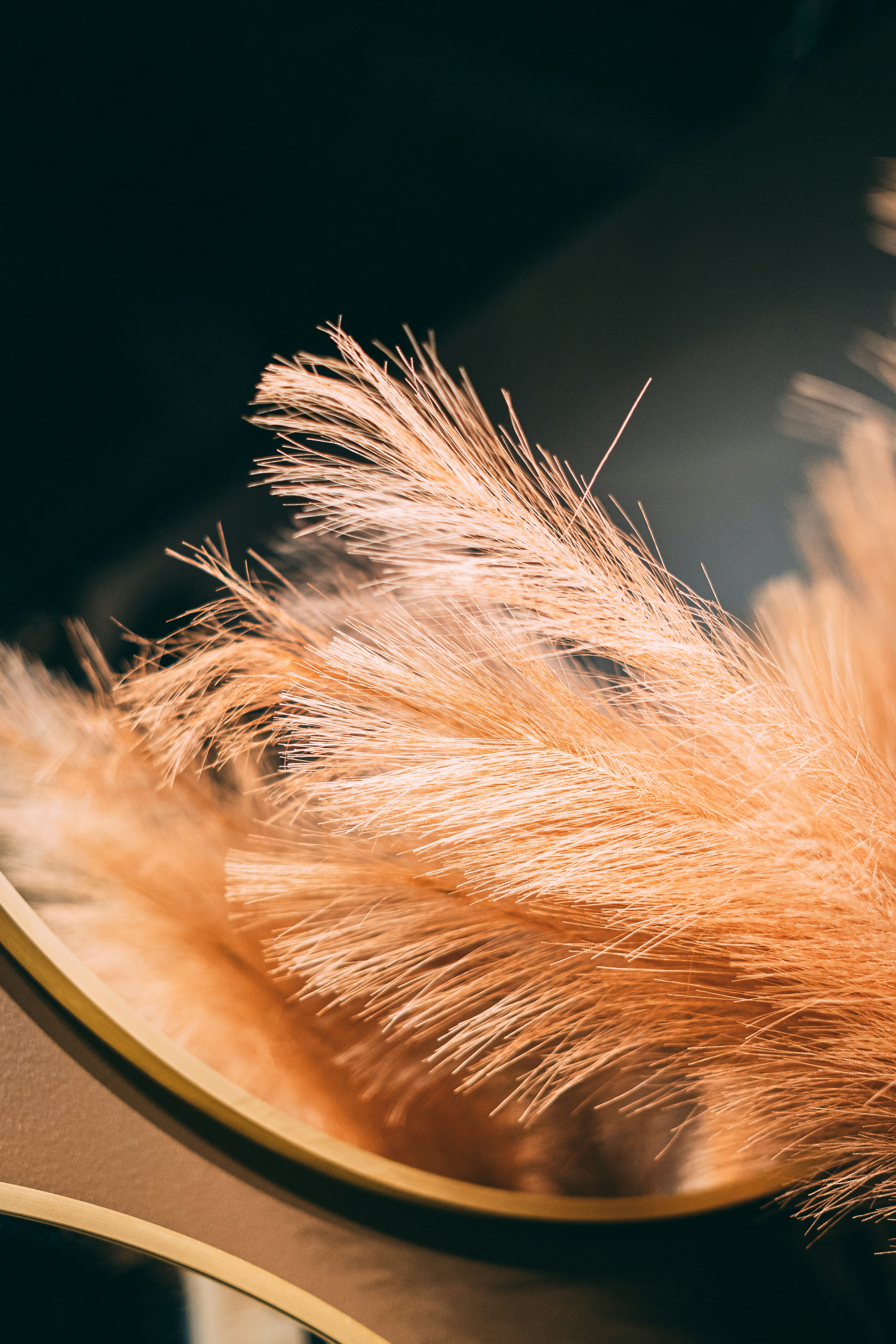 A close up of a feather on a table photo – Free Black Image on Unsplash