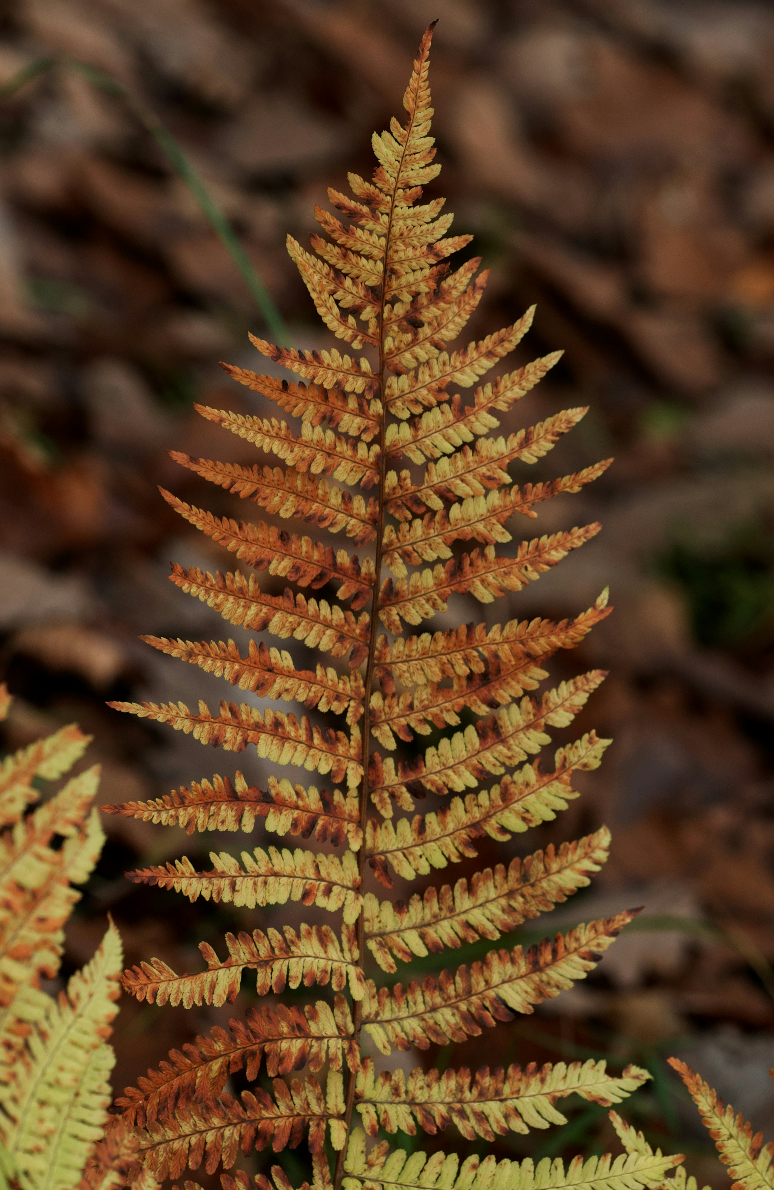 Autumn Fern: Central Frond Radiates Warm Tones