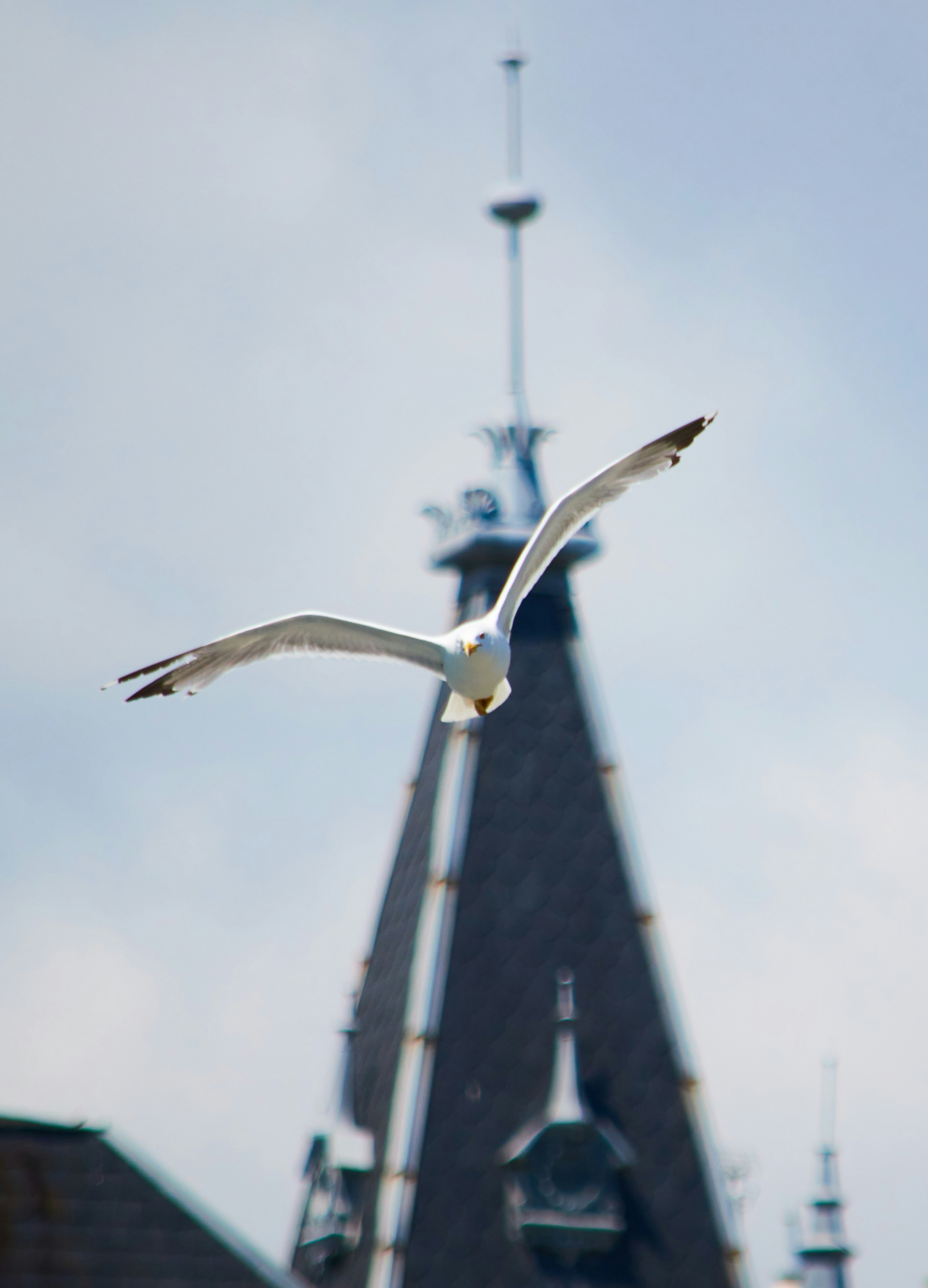 Winged Glide Over a Gothic Spire: Seagull in Clear Focus Against a Blurred Rooftop