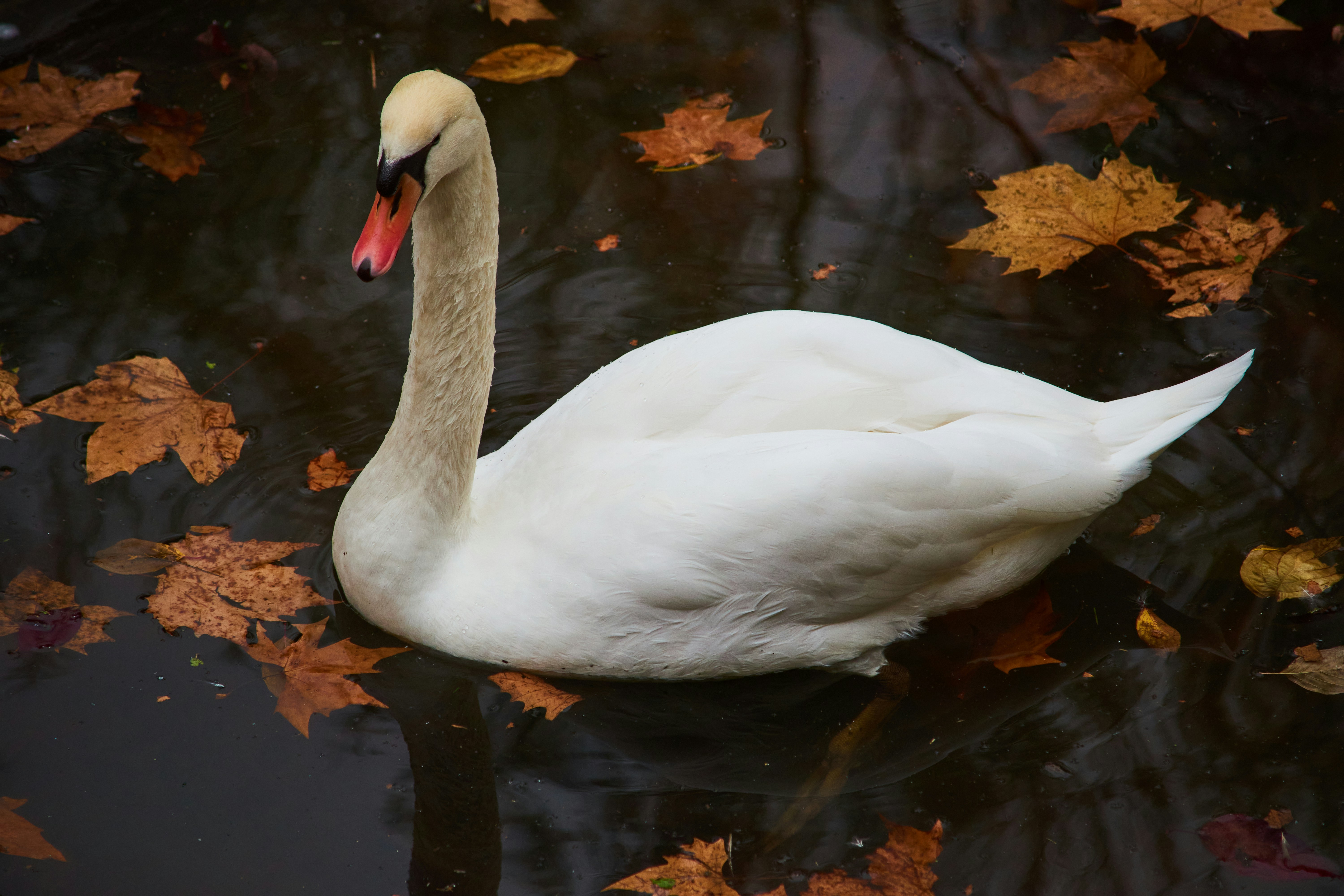 Graceful Swan on Autumned Water