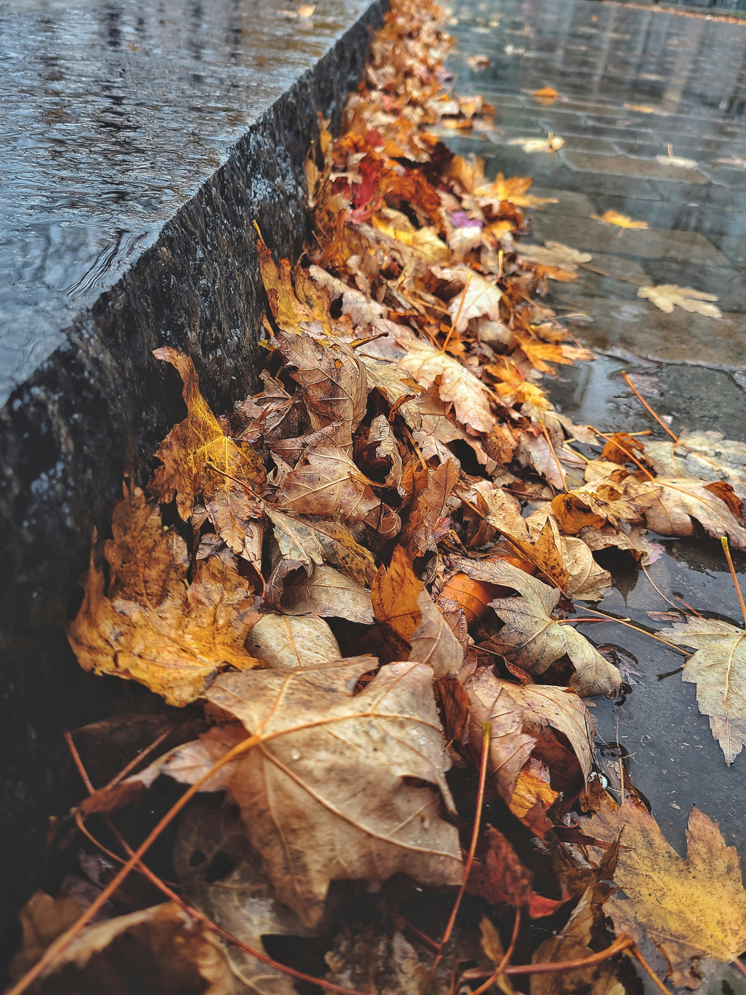A close-up view of fallen autumn leaves resting along a wet stone edge, showcasing rich colors and textures. The scene captures the essence of a rainy fall day.