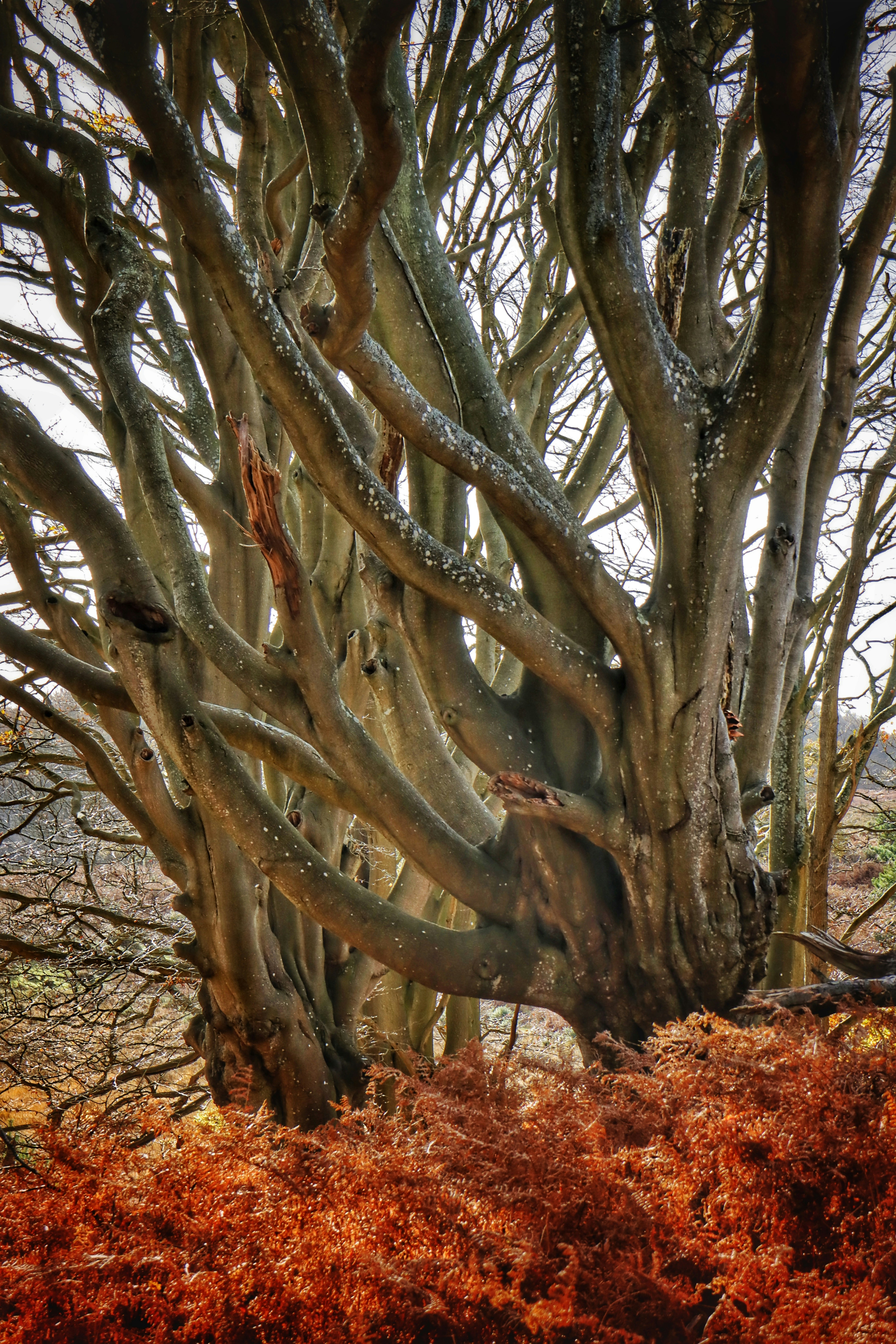 A very tall tree with lots of branches photo – Free Beech tree Image on ...