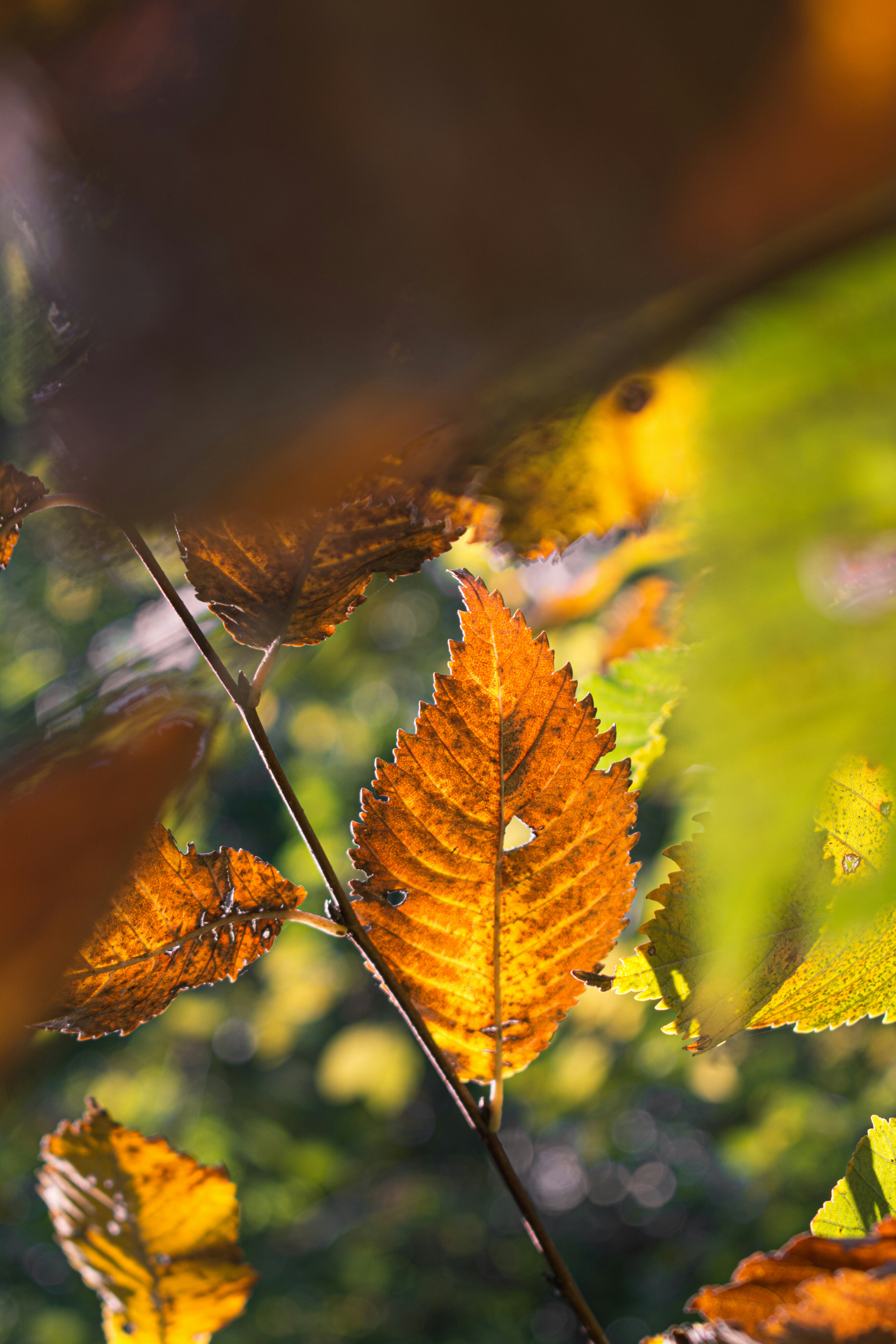 A close up of a leaf on a tree photo – Free Wallpaper Image on Unsplash