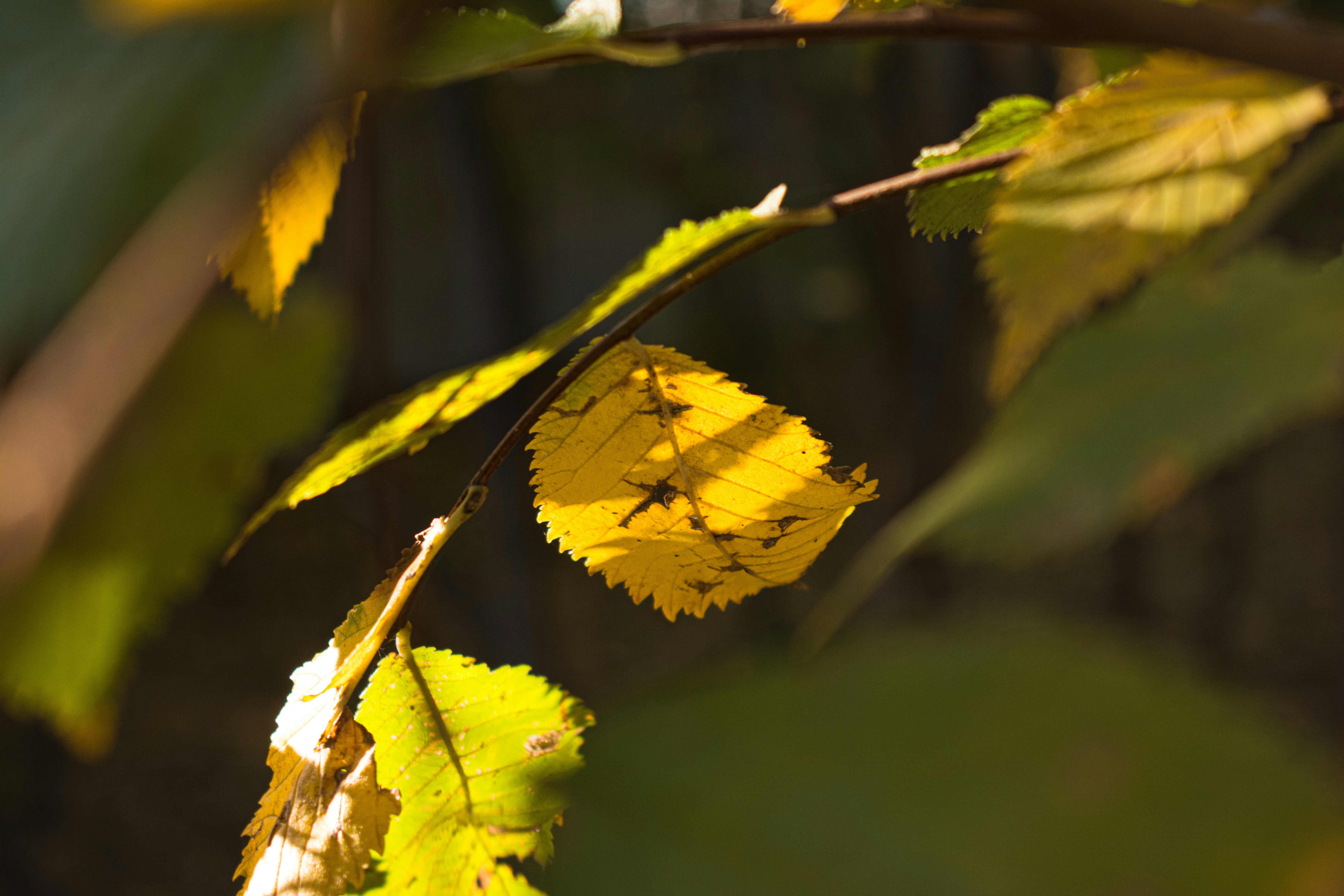 Amber Leaf in a Quiet Canopy: Sunlit Detail on a Shadowed Branch