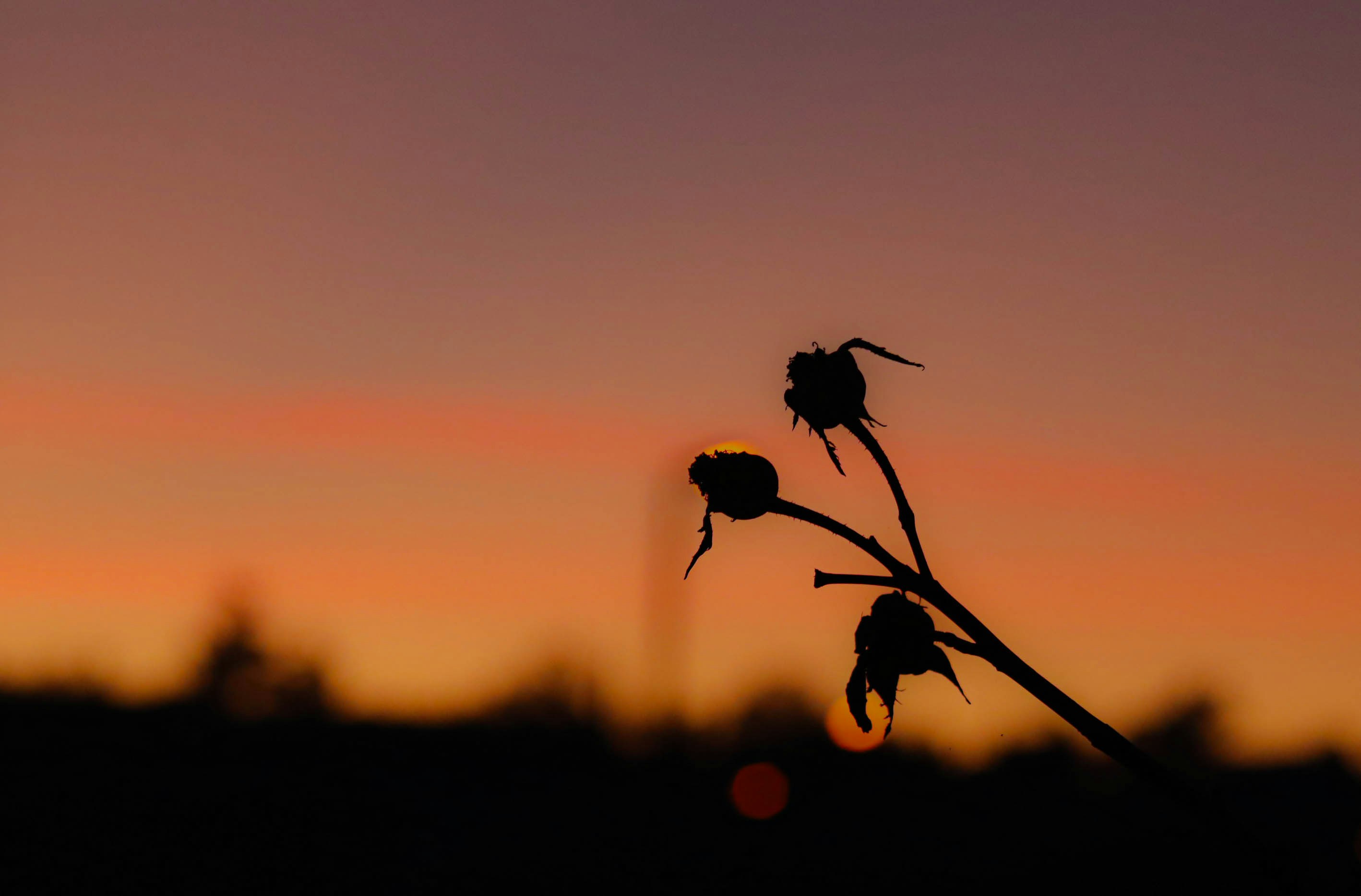 Silhouetted rose buds against a gradient sunset sky, capturing the transition from day to night.