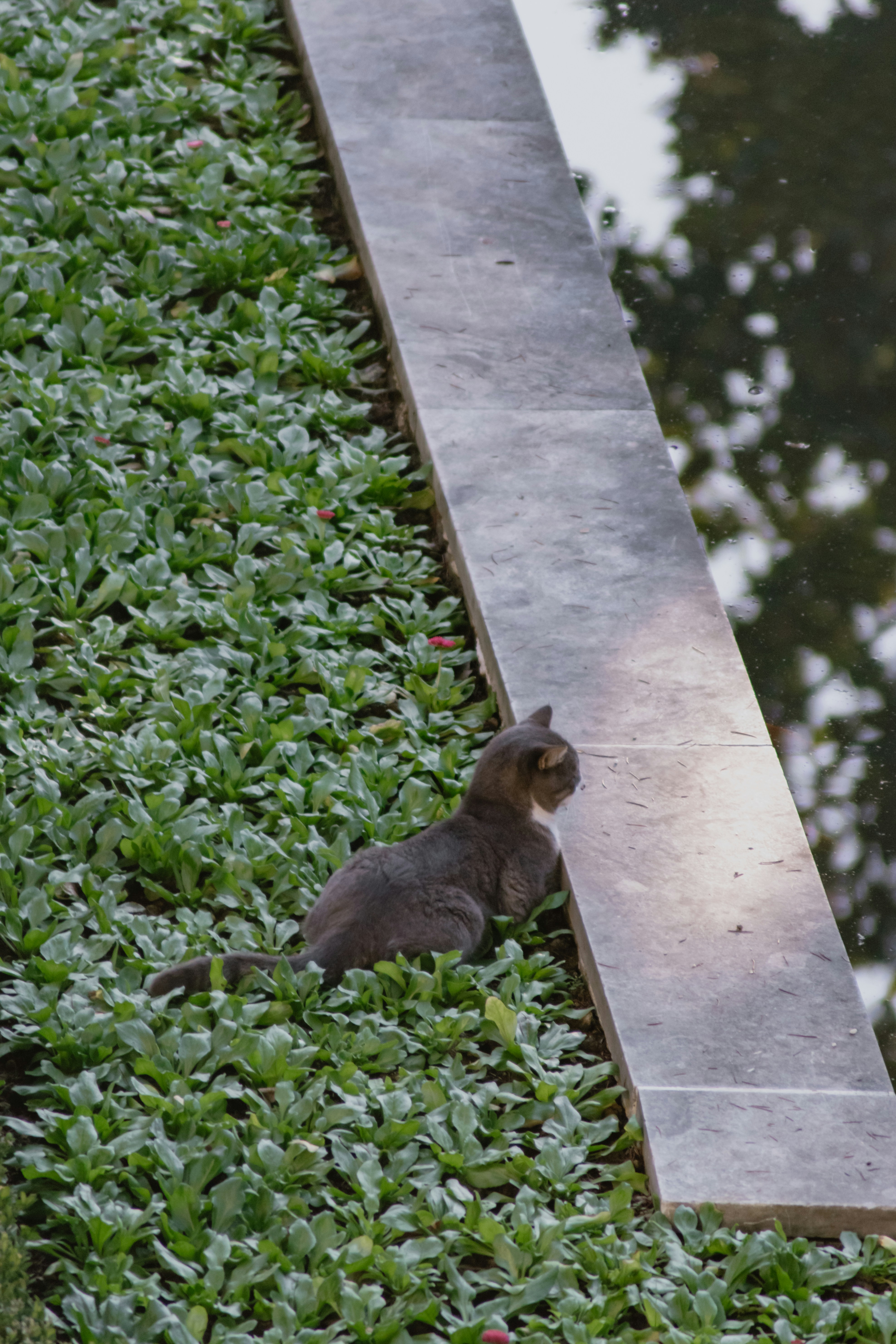 Whiskered Contemplation by the Water's Edge