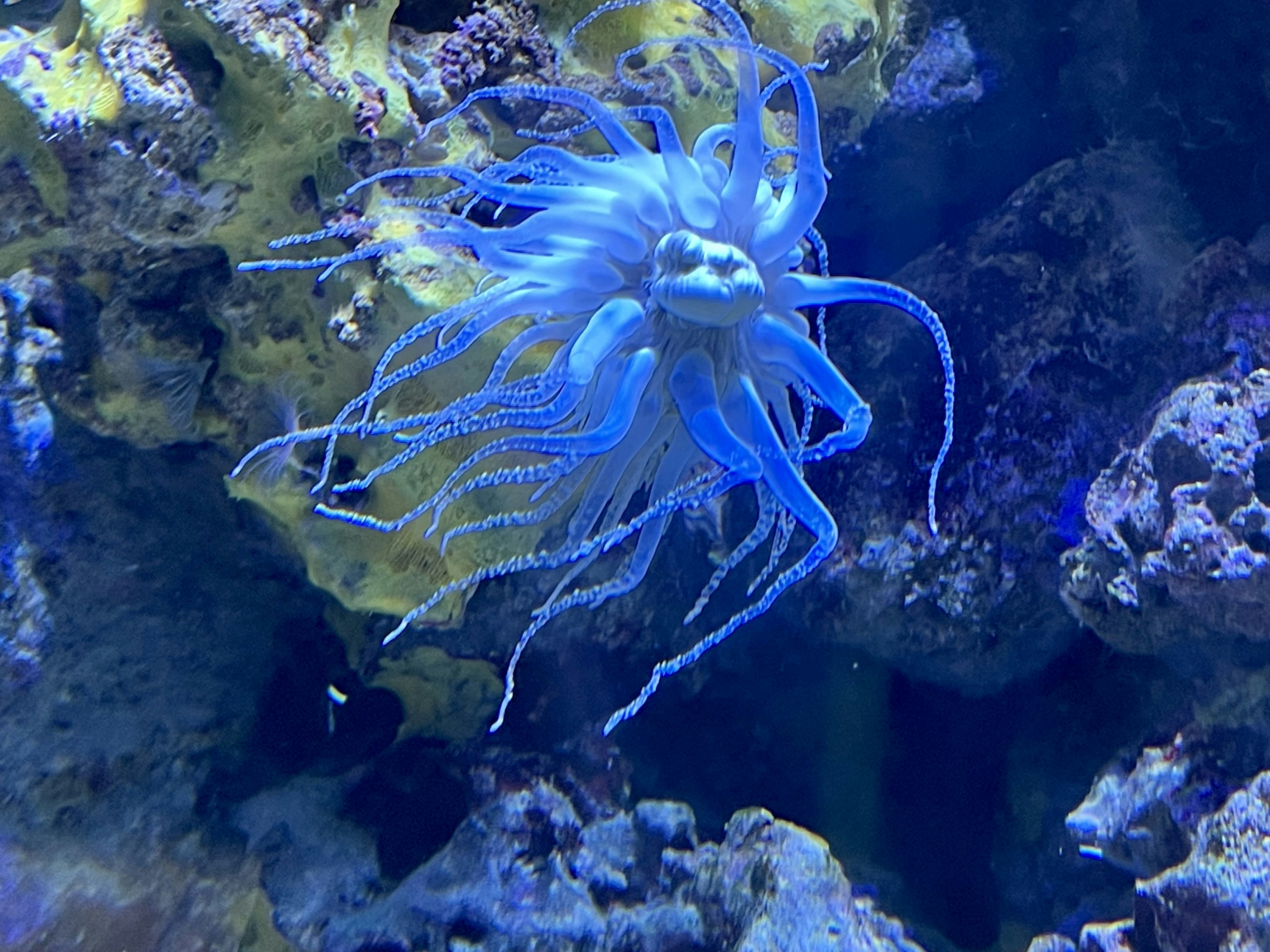 Sheila Jellison (@mimaworld) | Communauté photos Unsplash