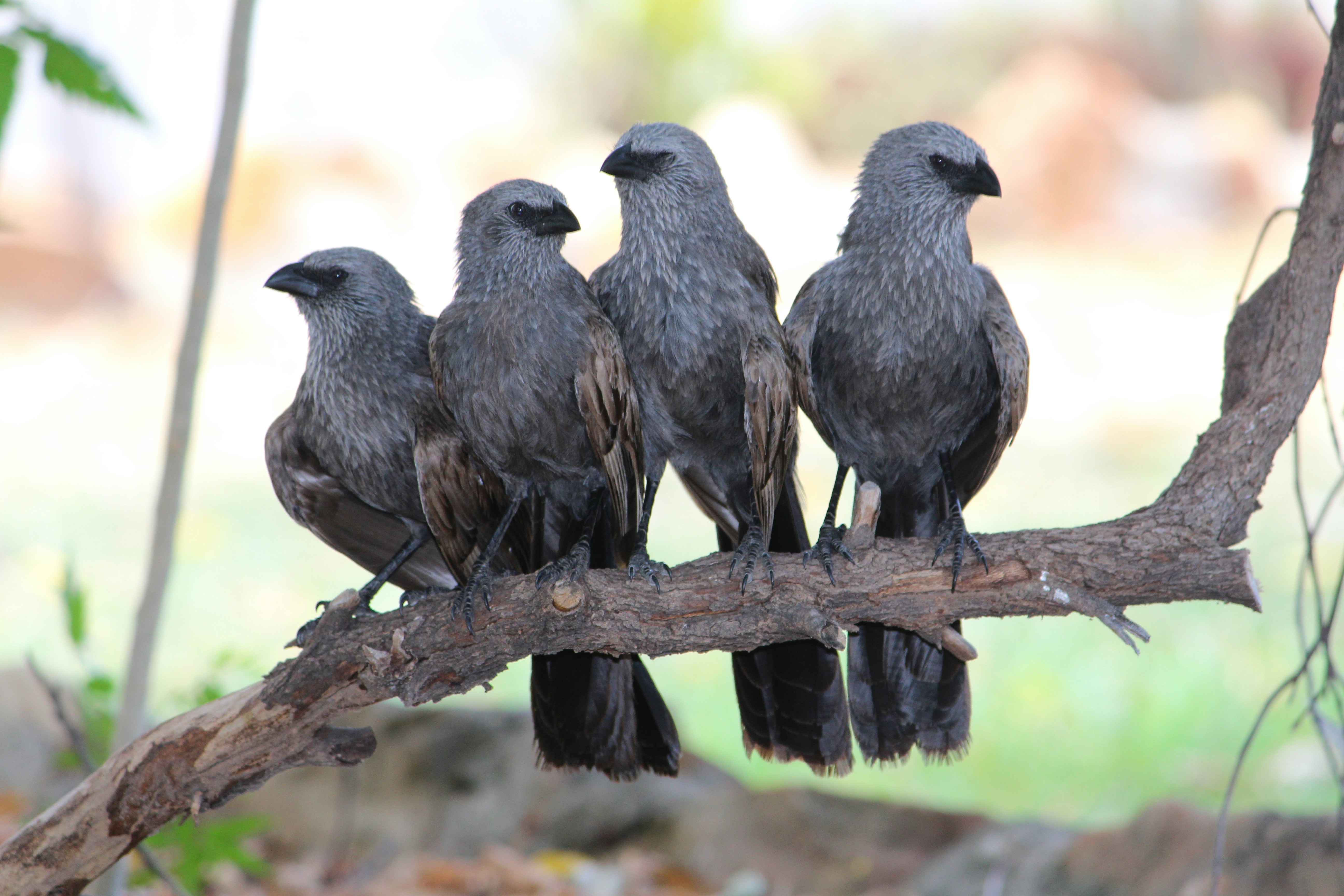 A group of black birds sitting on top of a tree branch photo – Free ...