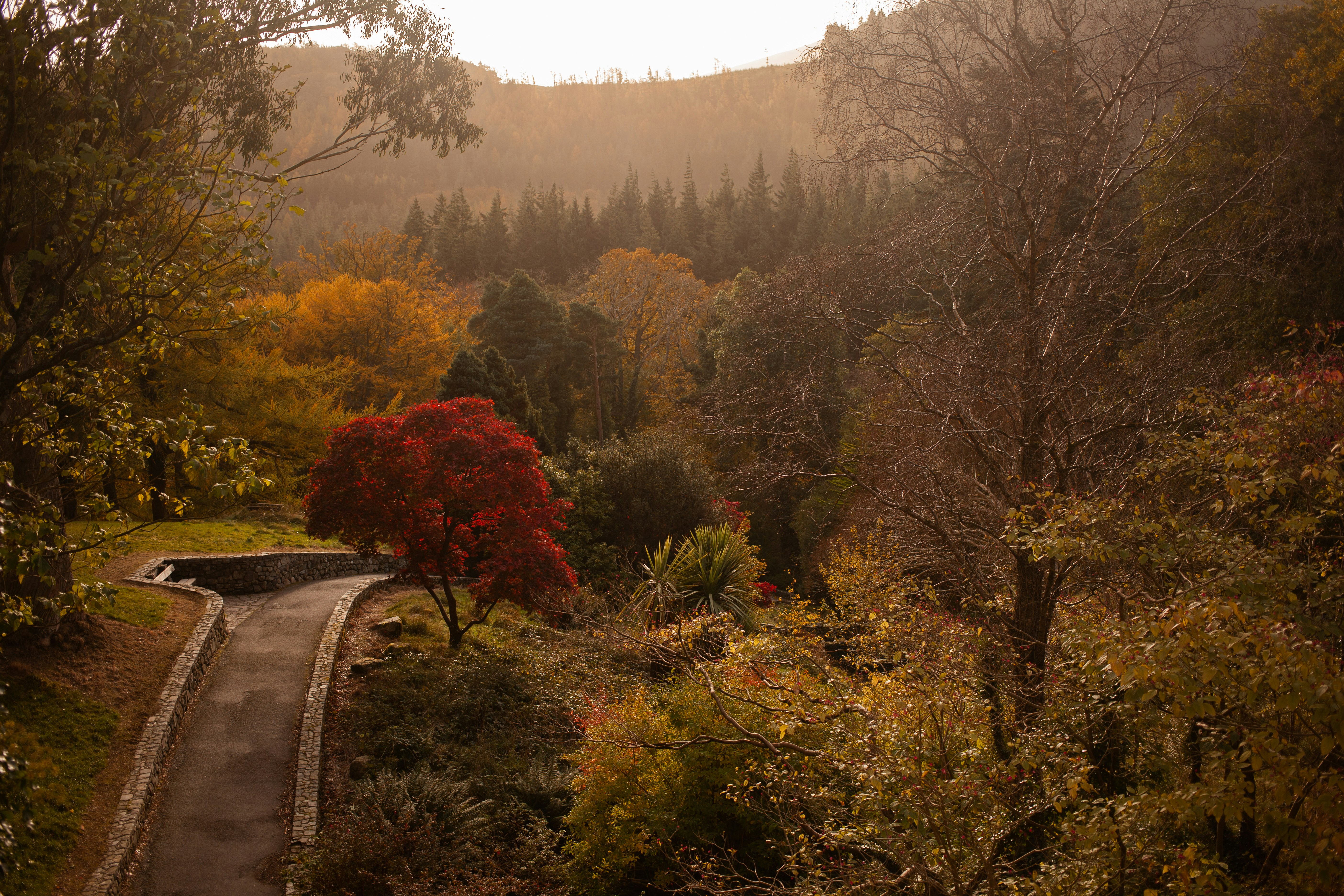 Winding road through a vibrant autumn forest with red and orange foliage under soft, diffused light.