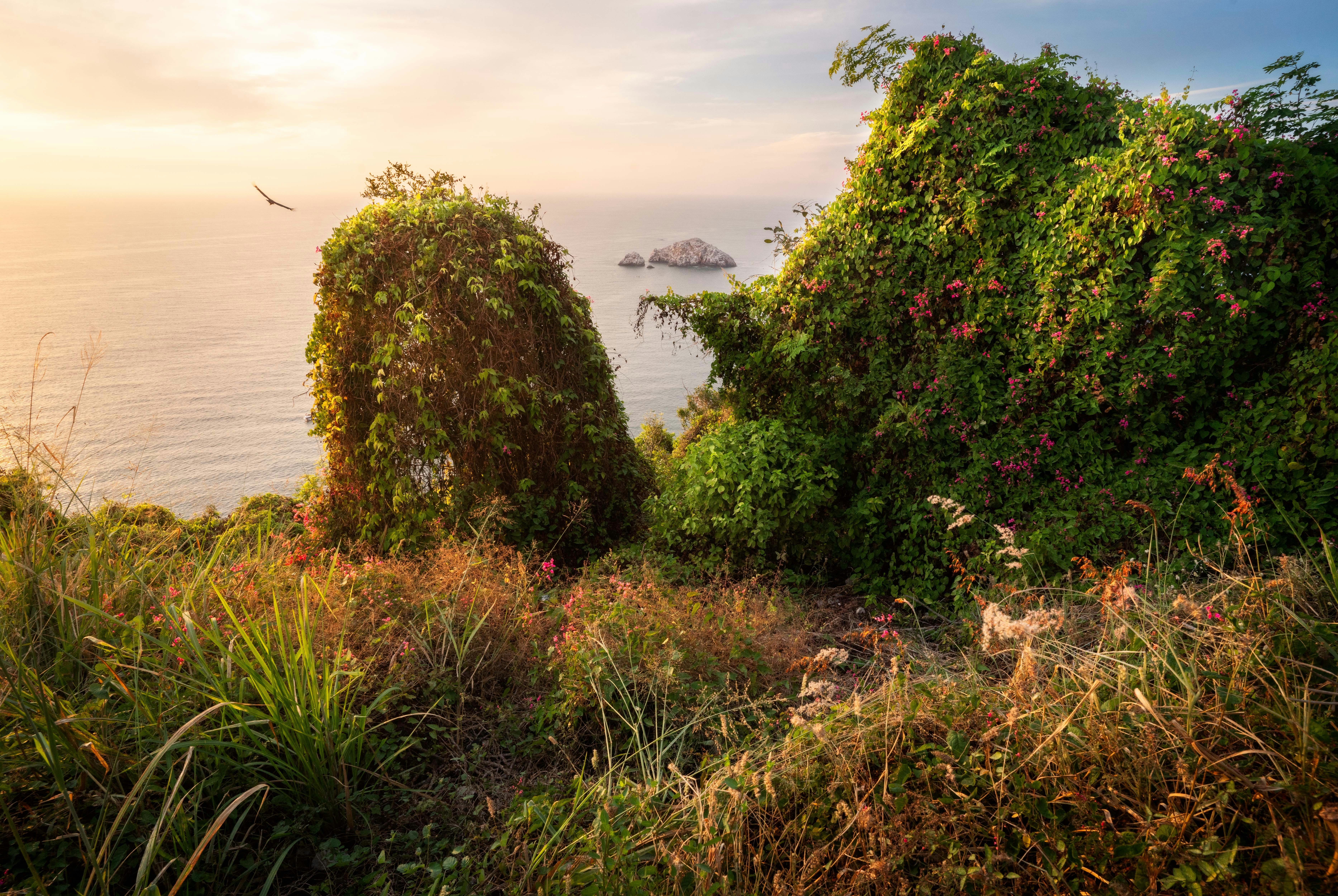 Lush greenery and wildflowers frame a serene ocean view at sunset.