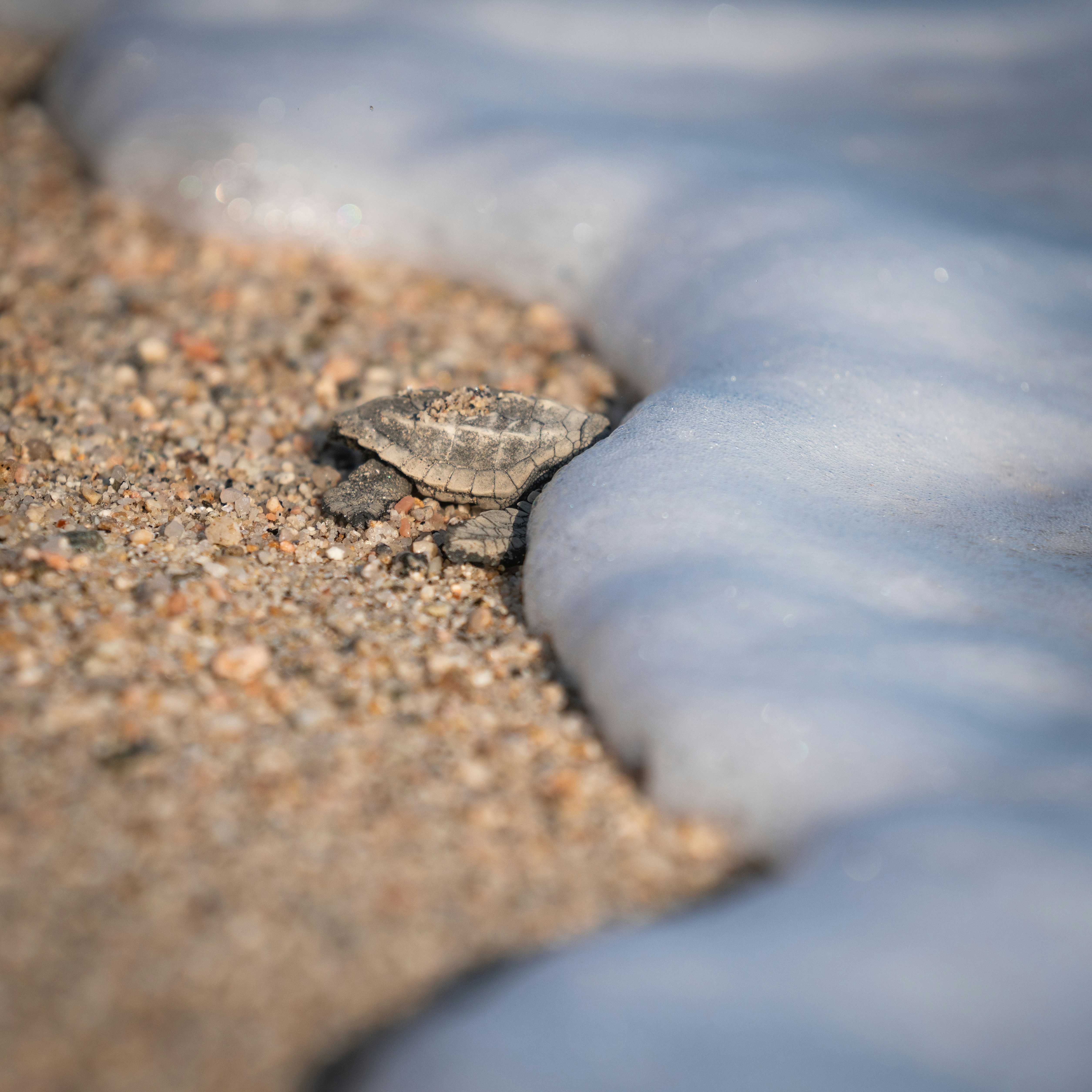 A small tortoise making its way across sandy terrain, with gentle waves lapping nearby. The contrast between land and water highlights the creature's delicate journey.