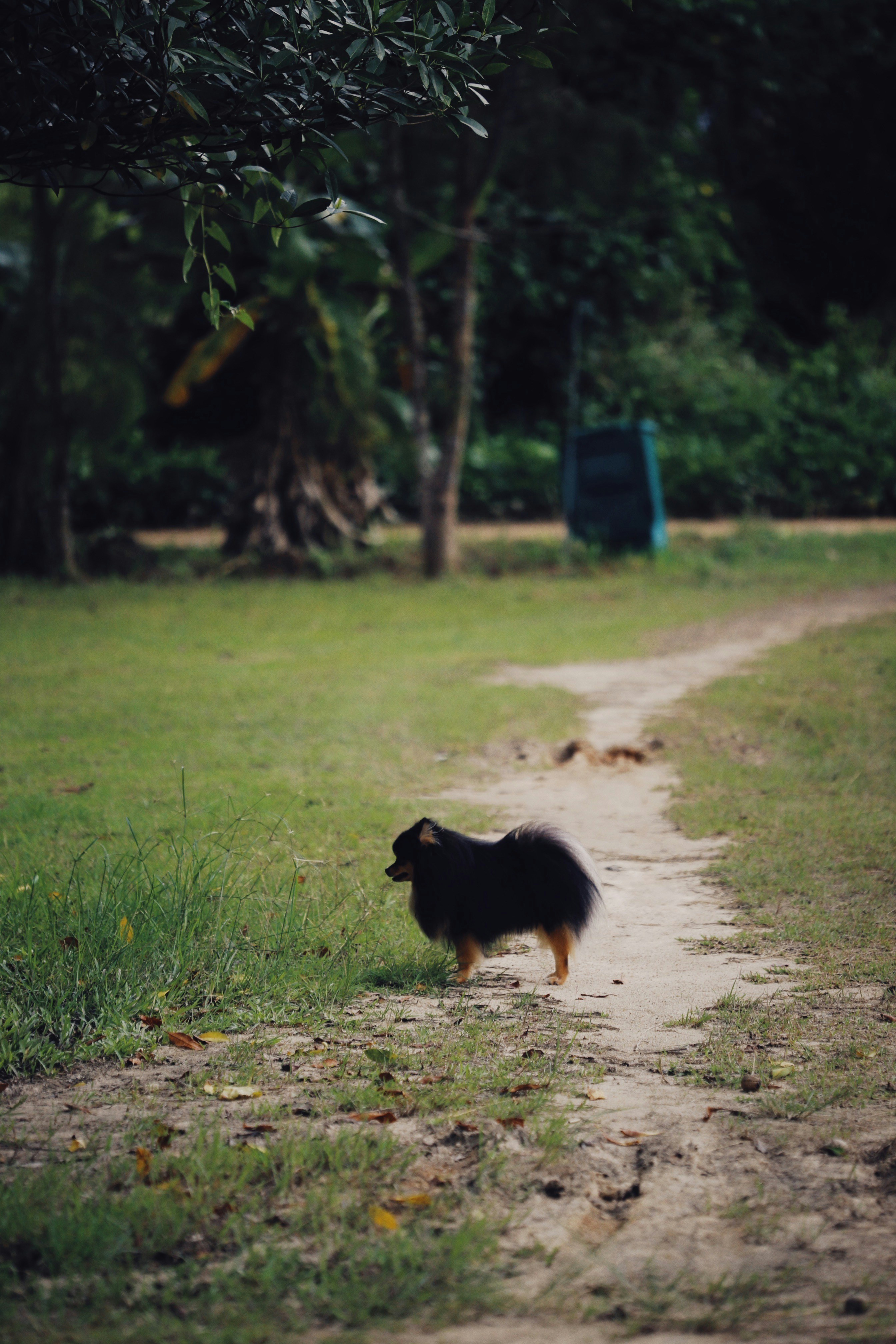 a small dog walking down a dirt road