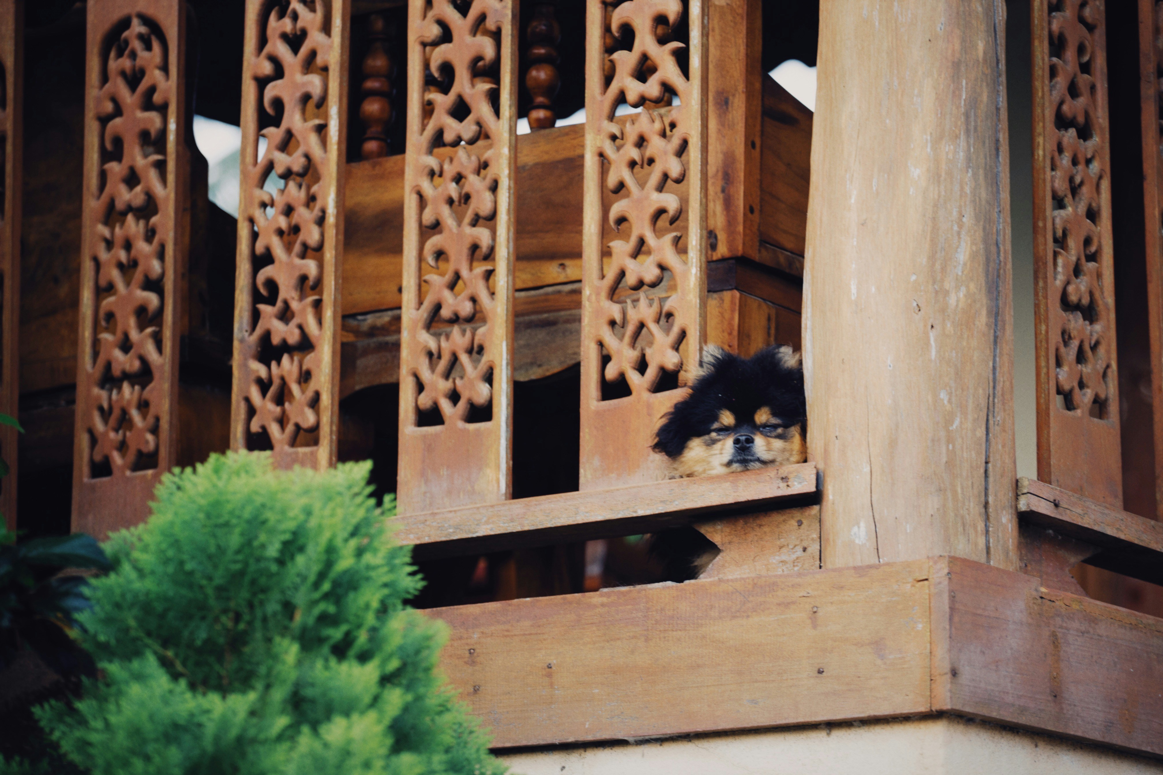 Pekingese Peeks Through Ornate Balcony Carvings