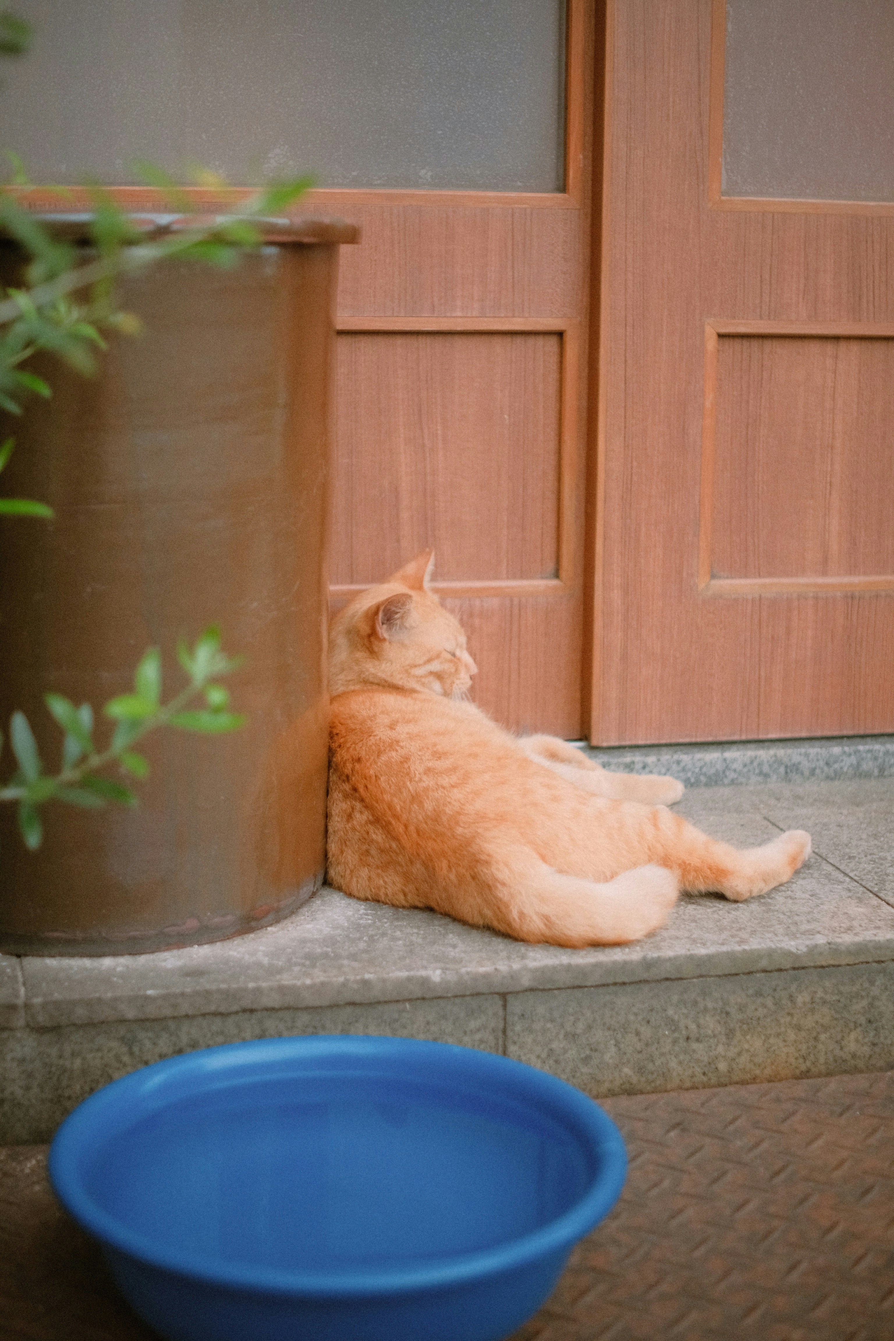 an orange cat laying on the ground next to a blue bowl