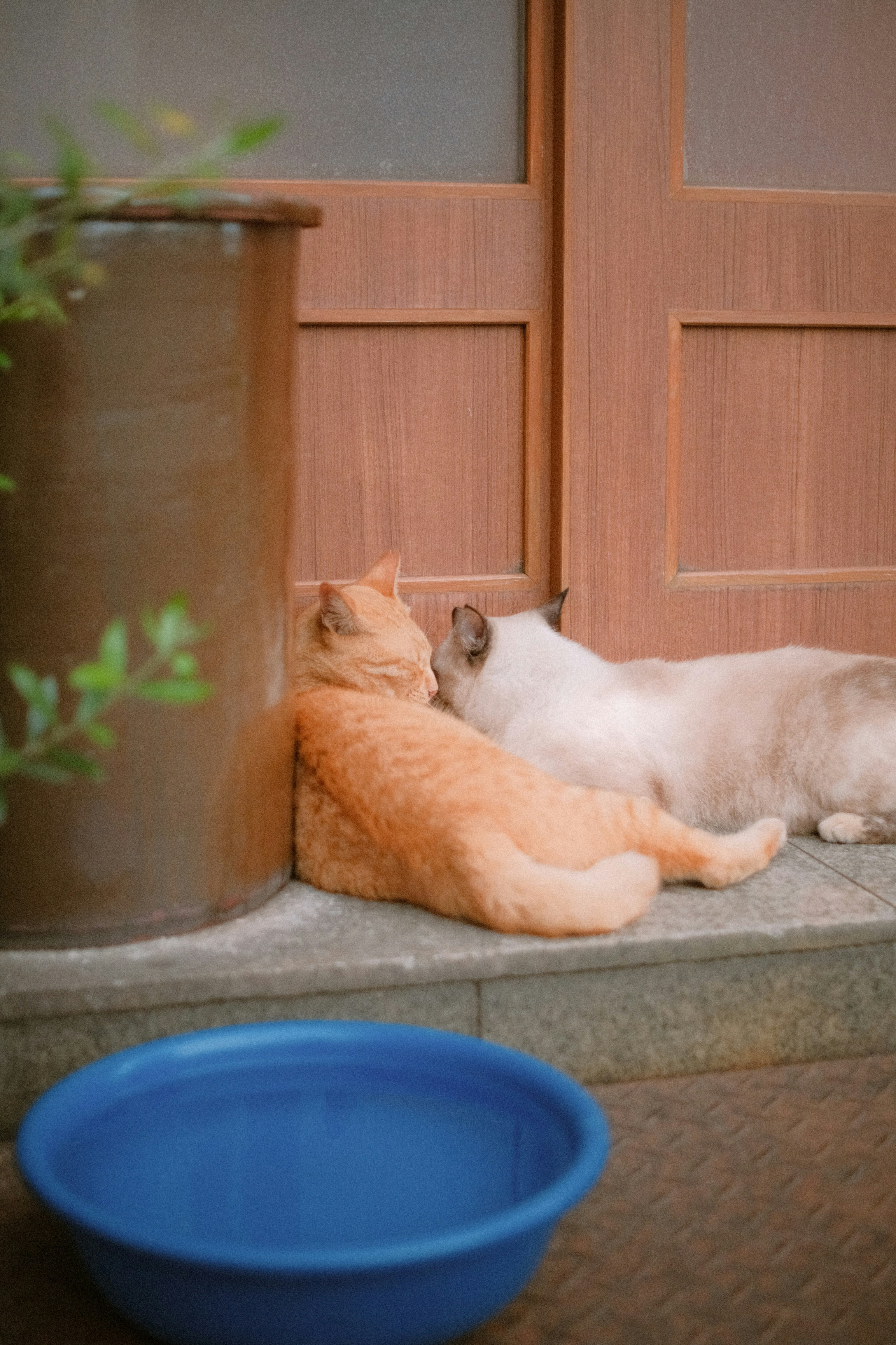 A couple of cats laying next to each other photo – Free Pet Image on ...