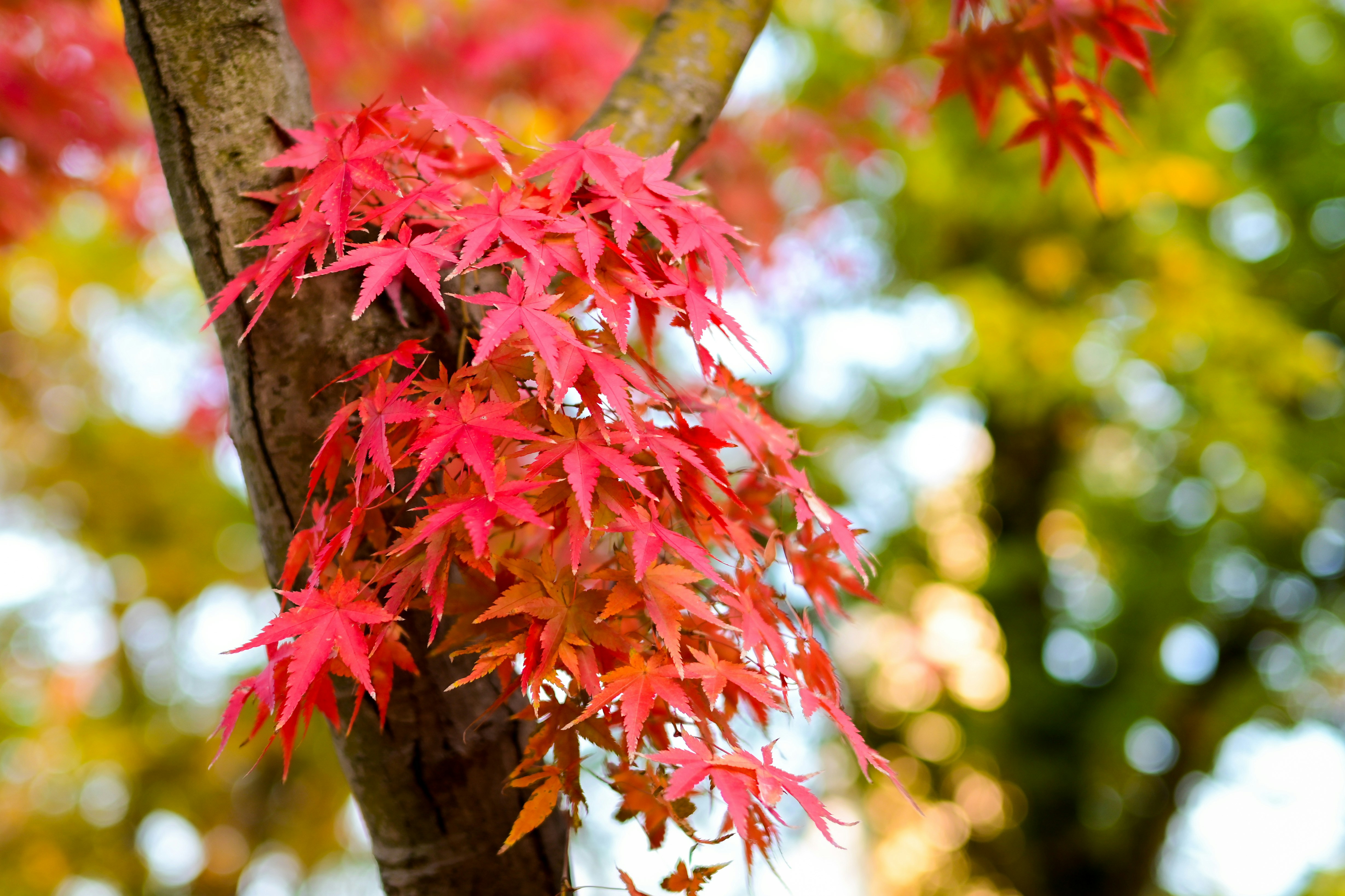 Crimson Maple in Soft Focus: Autumn Light Weaves Through Leaves