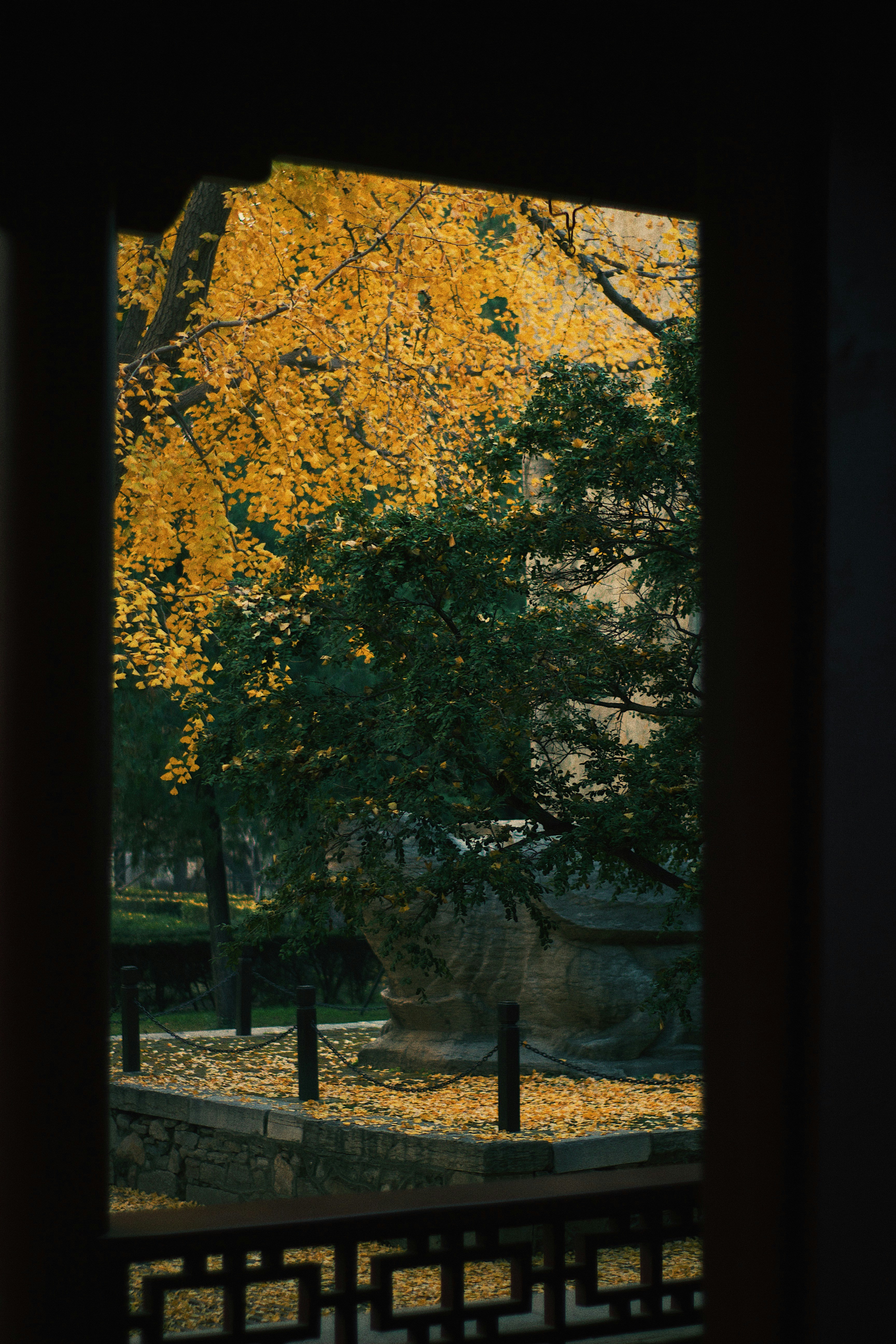 Golden ginkgo leaves cascade from branches, framed by a traditional architectural structure. A serene garden scene with scattered leaves on the ground.