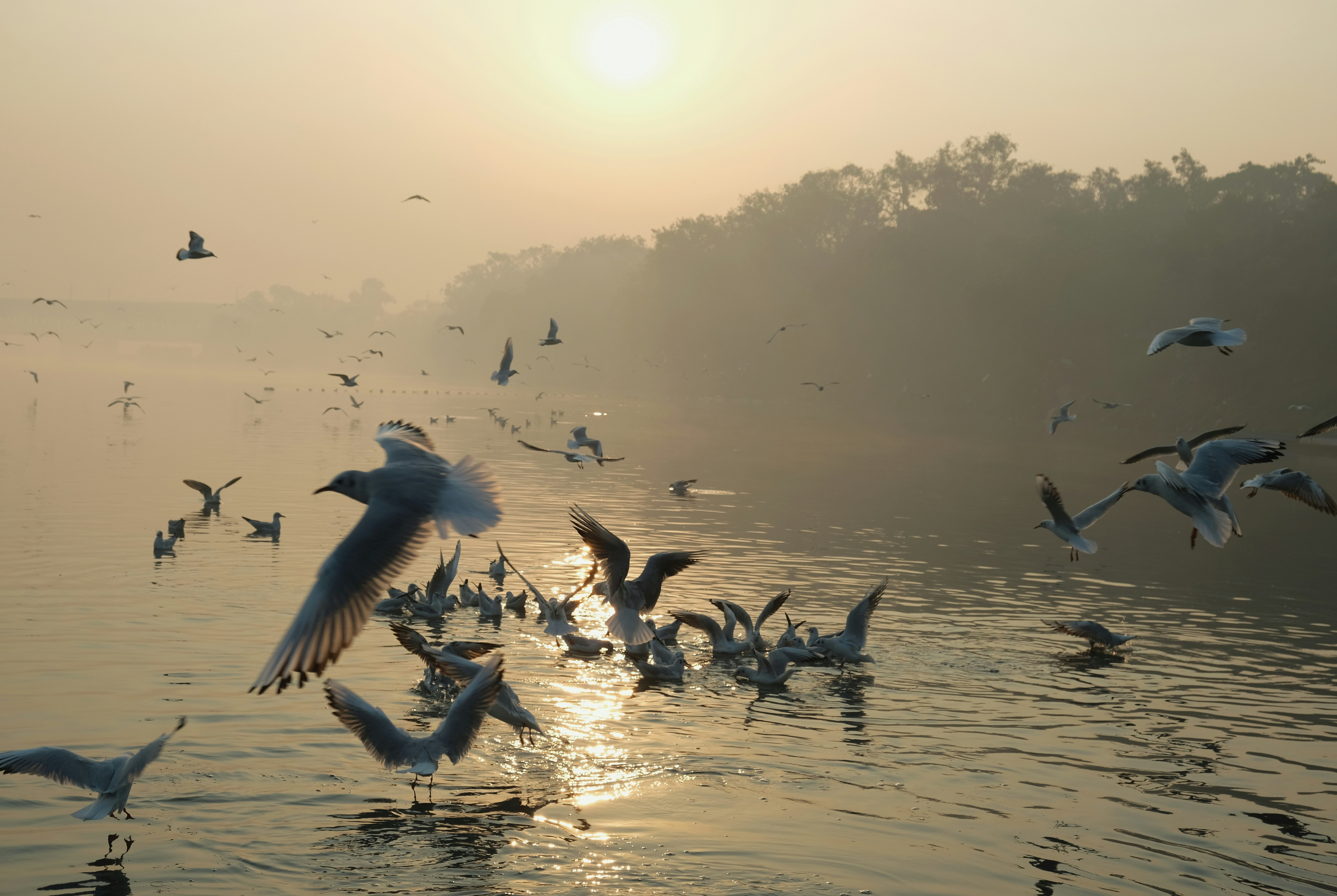 A flock of birds flying over a body of water photo – Free Yamuna ghat ...