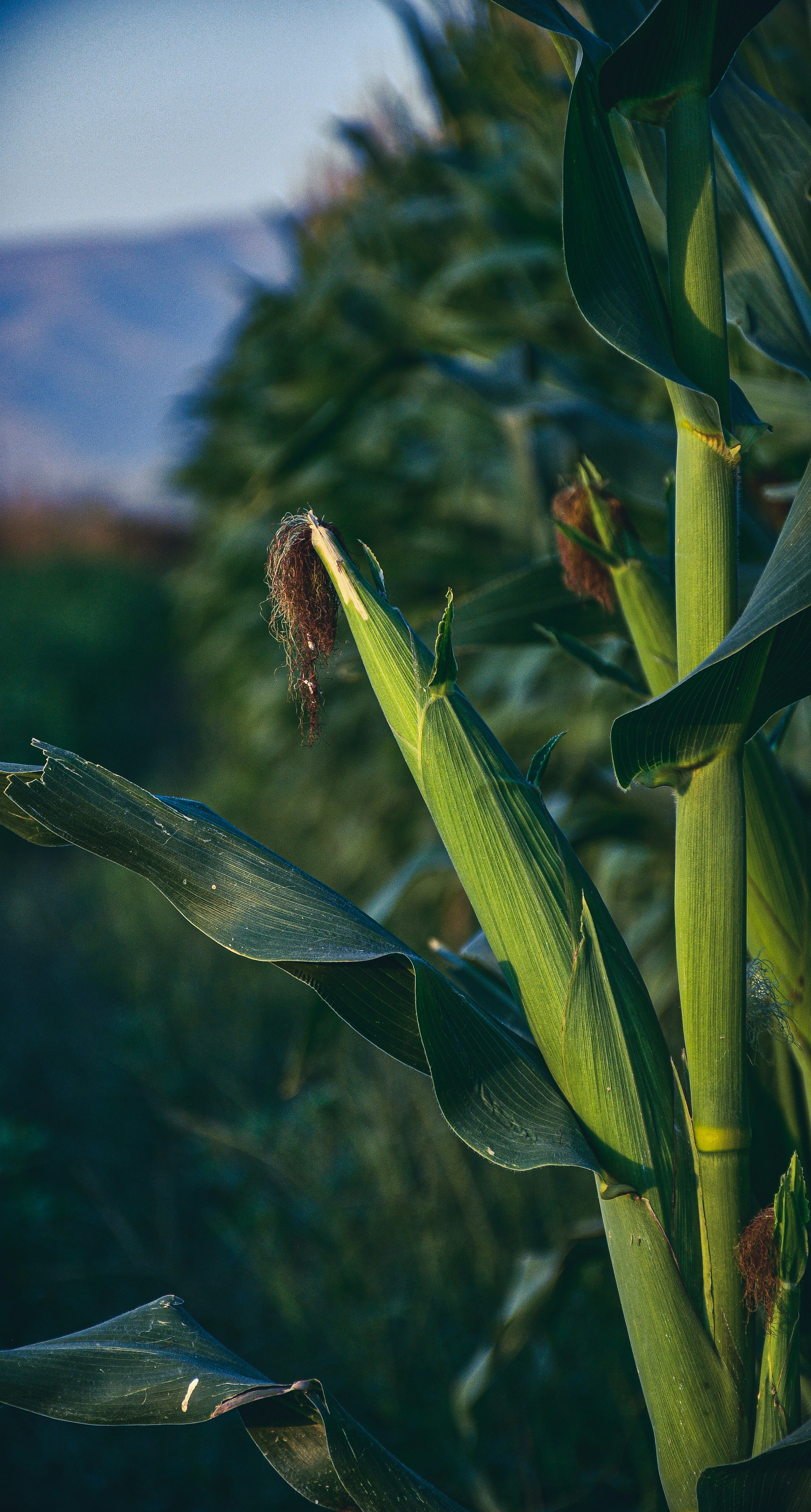 Emerging Harvest: A Corn Plant's Journey