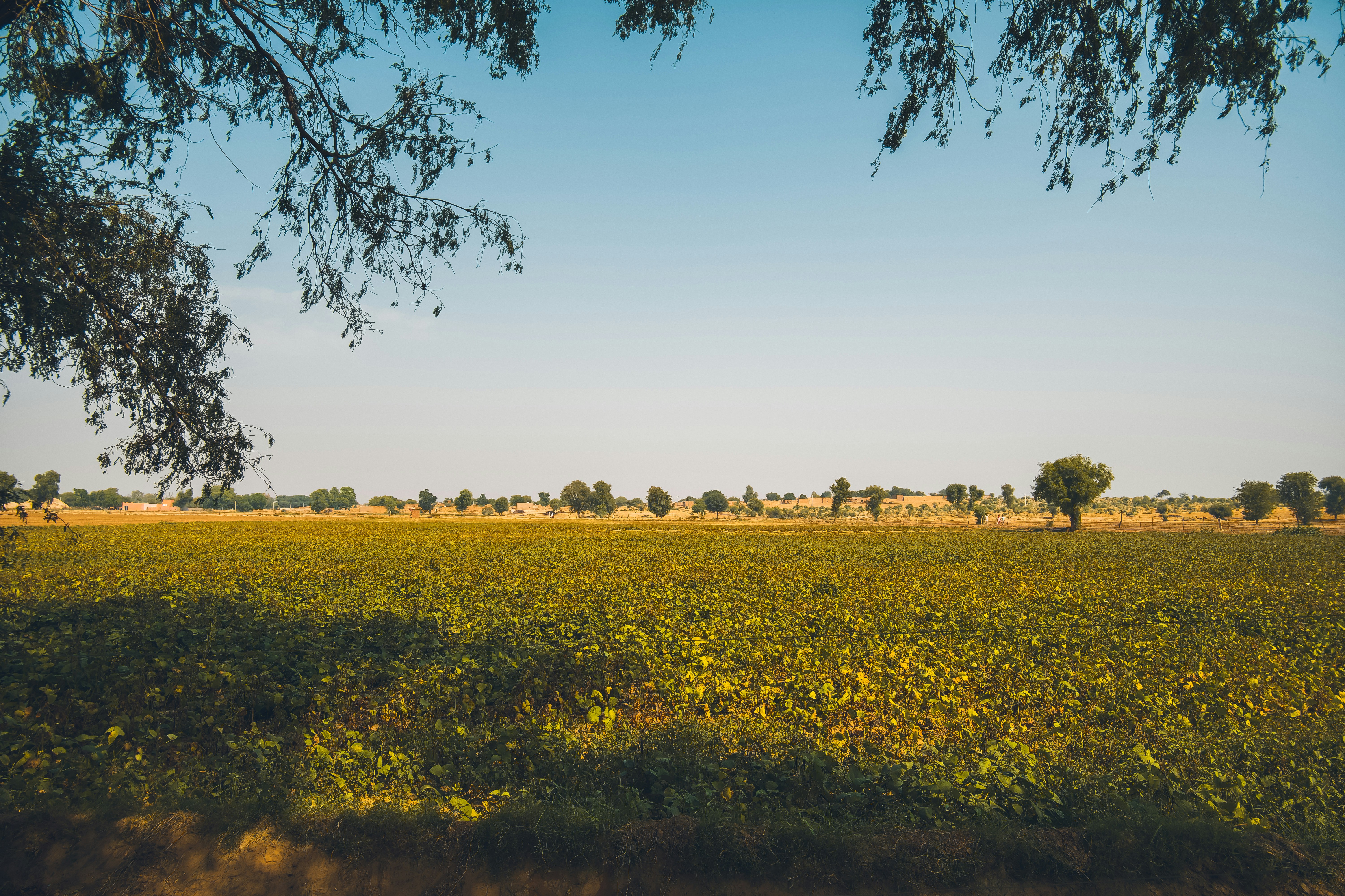 Un grand champ arboré au loin photo – Photo Inde Gratuite sur Unsplash