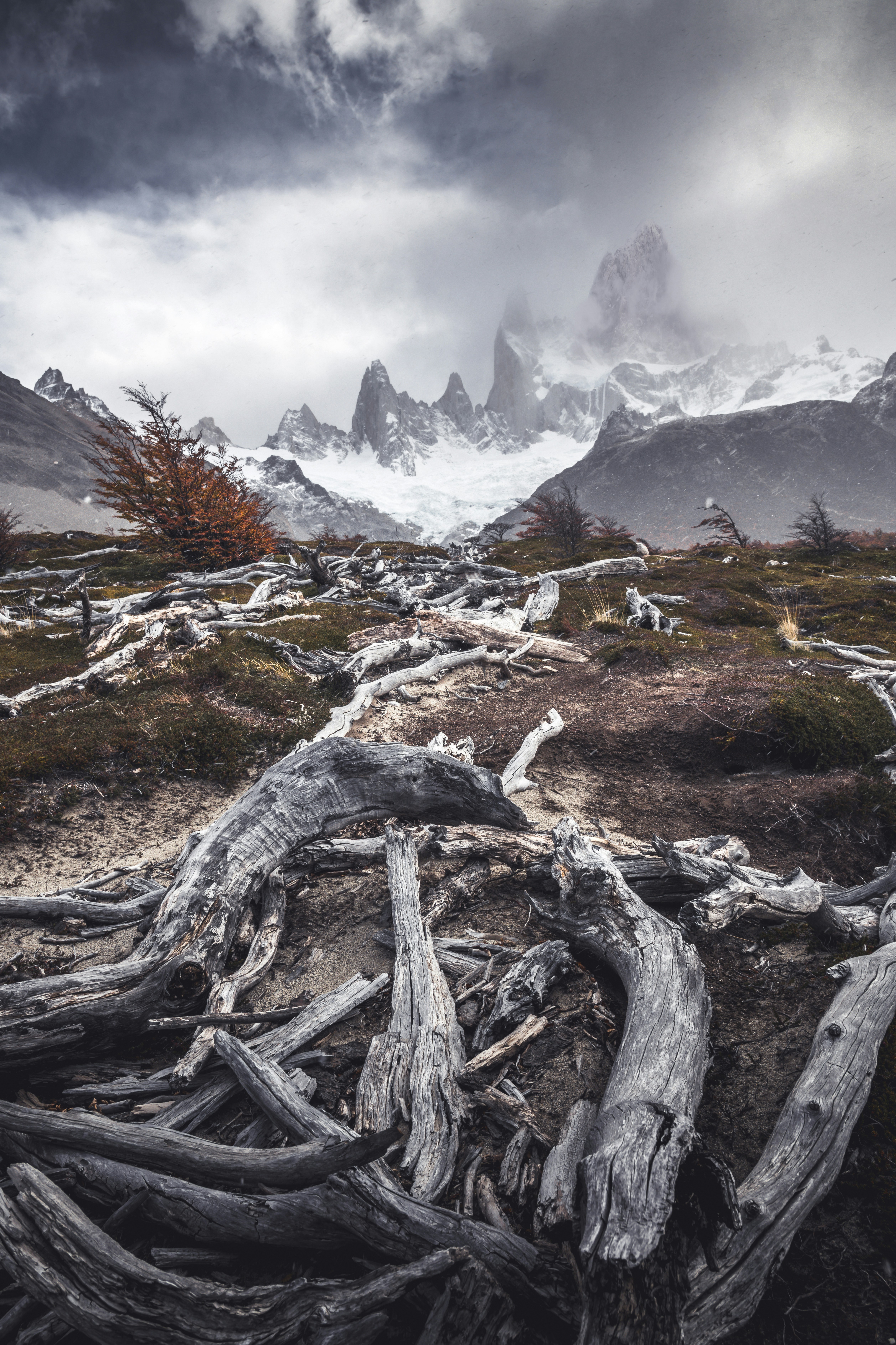 Tangled Driftwood at the Threshold of Snowbound Peaks