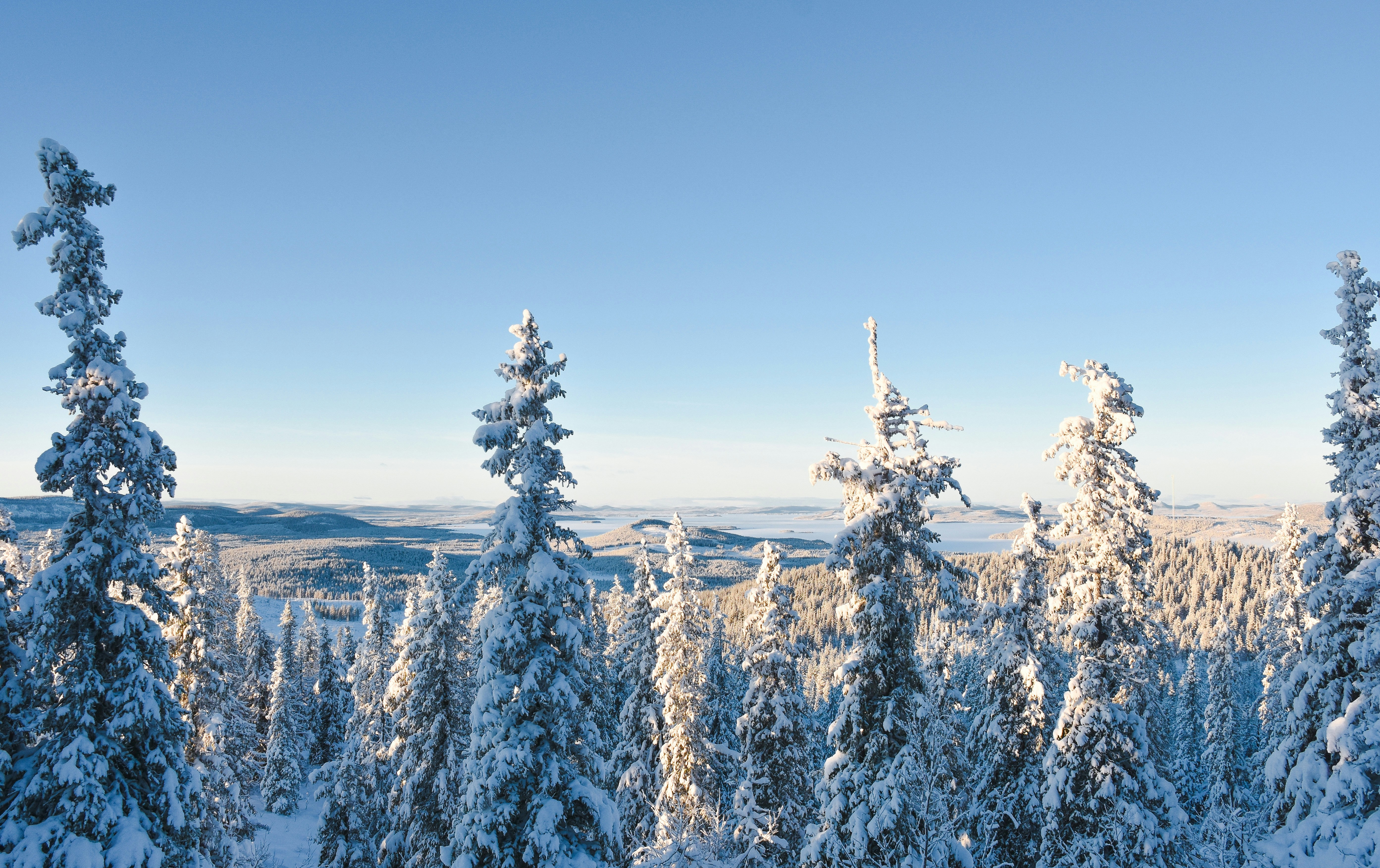 A view of a snow covered forest from a high point of view photo – Free ...