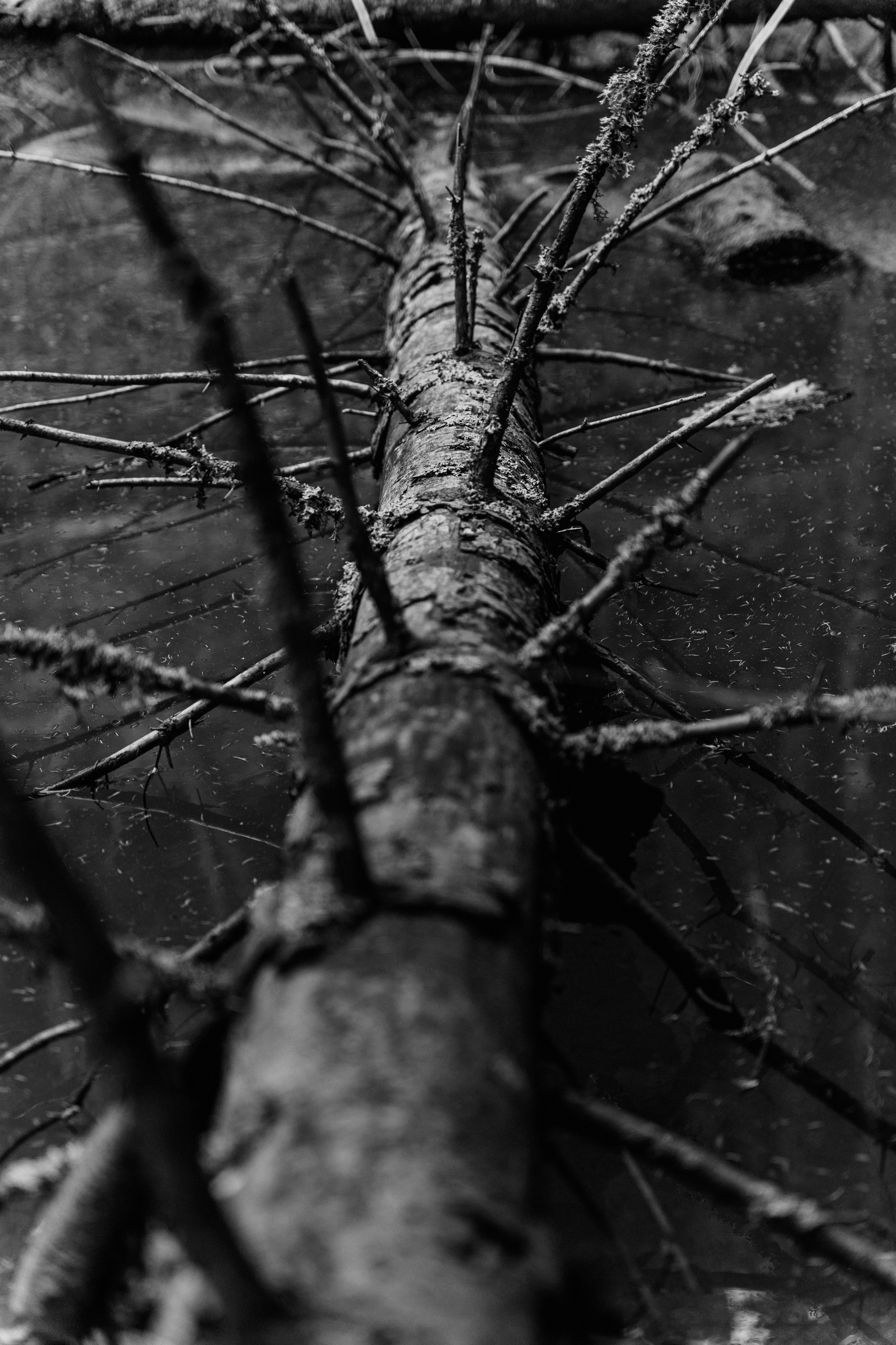 Rooted in Silence: A Fallen Trunk Reaches Across a Quiet, Mirror-Like Surface
