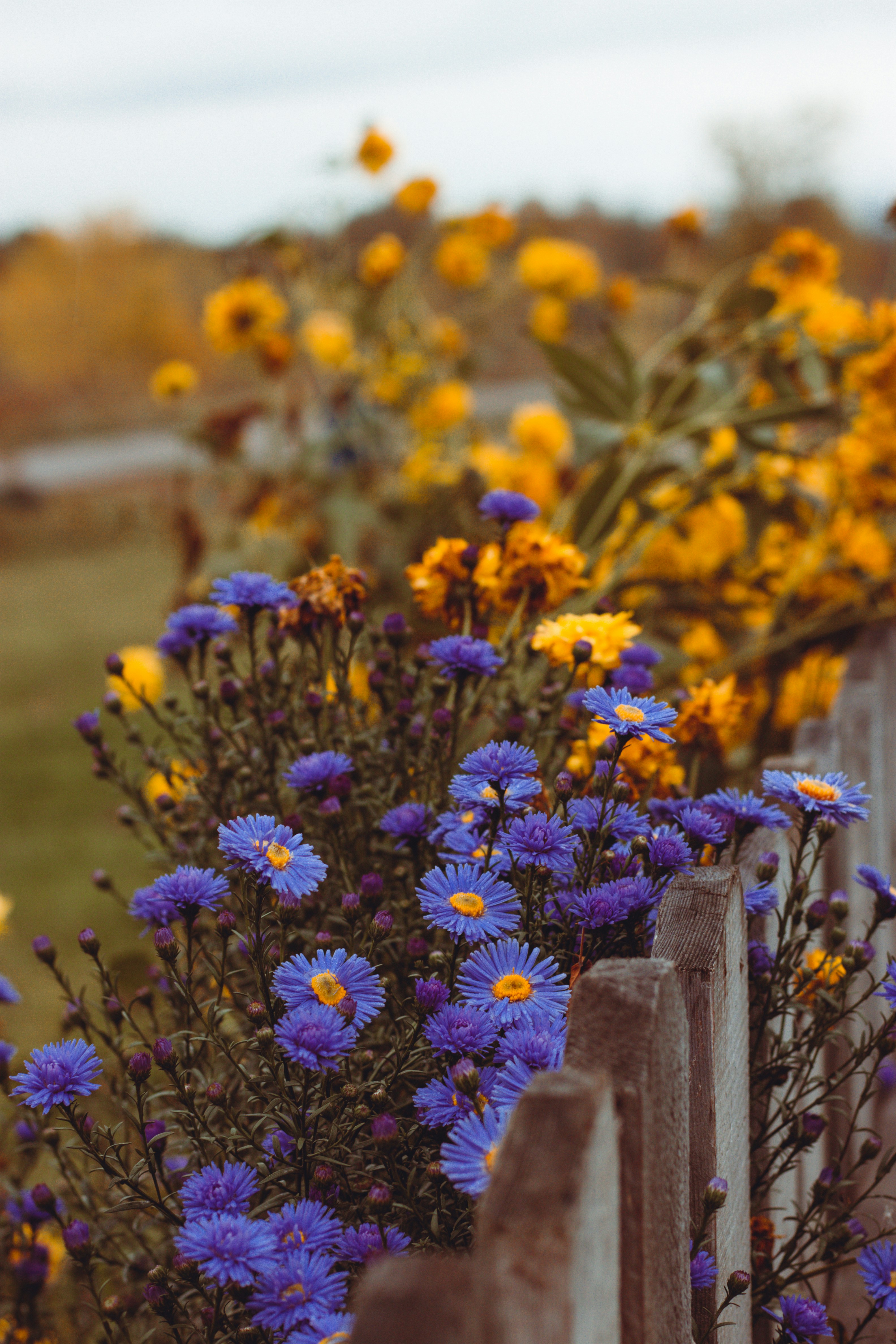 Fencefront Florals: Purple and Golden Wildflowers Along a Weathered Fence