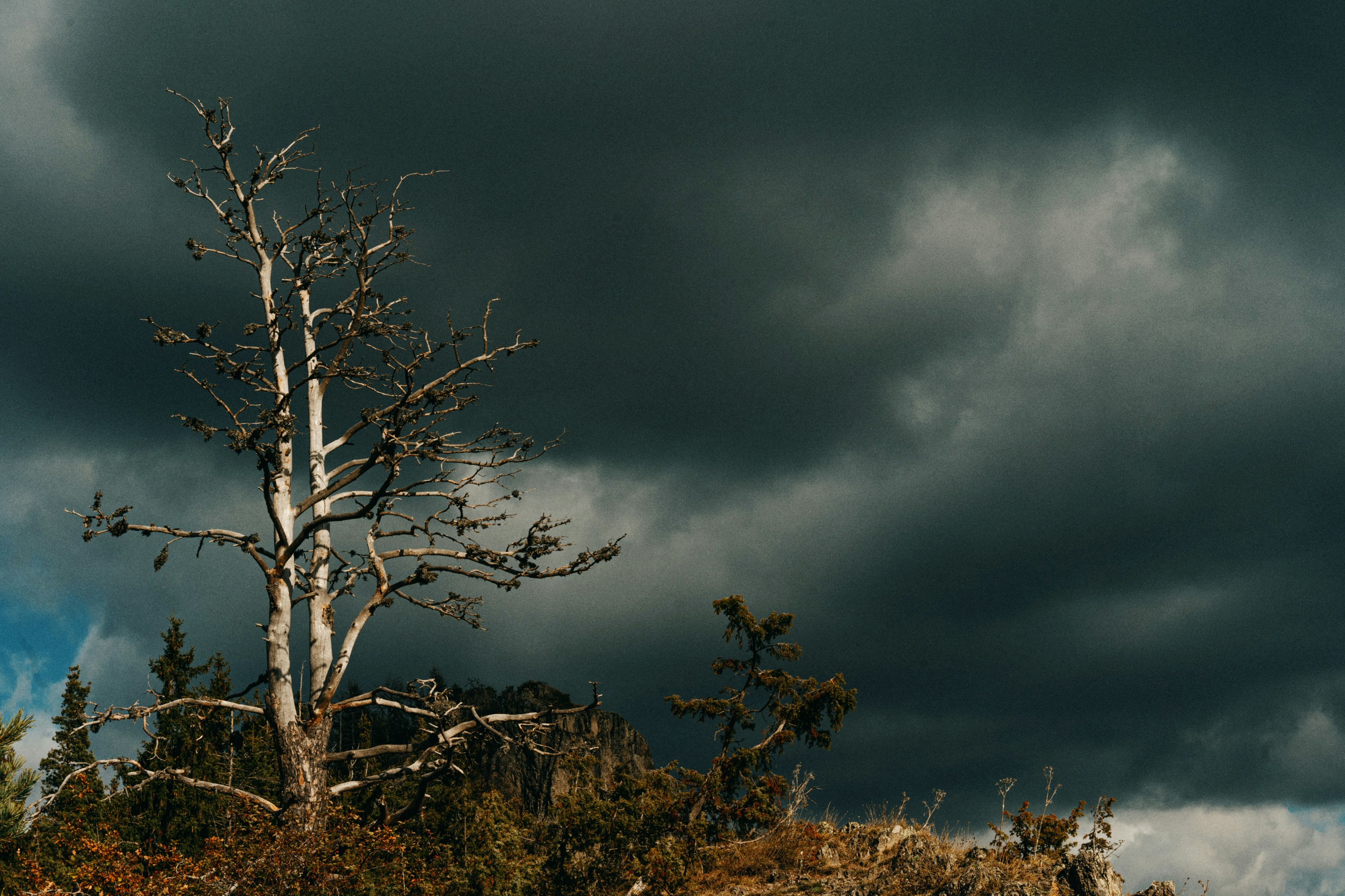 Storm-Scarred Sentinel: A Lone Tree Under Heavy Skies
