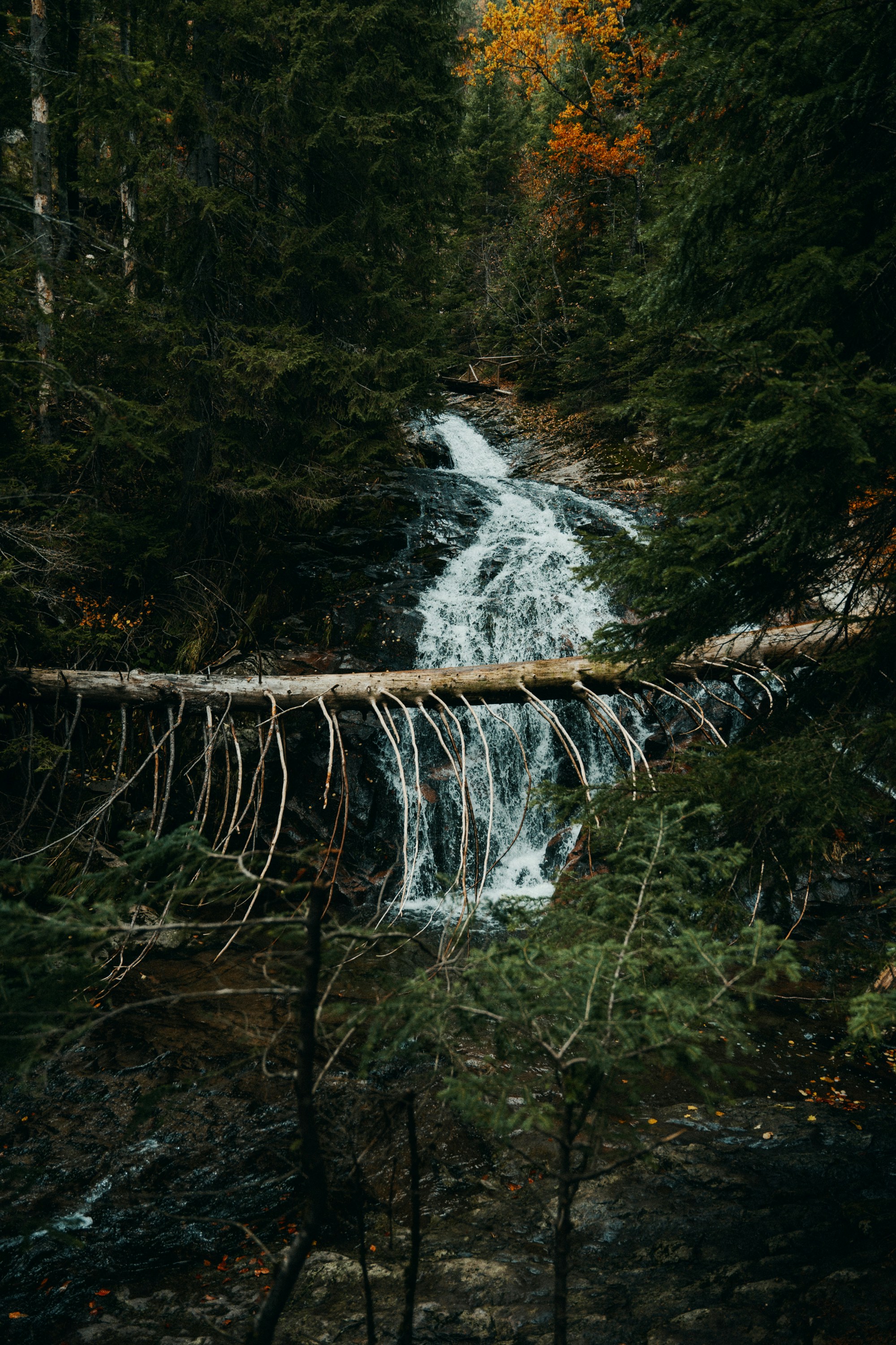 Whispering Falls Under a Weathered Log Bridge
